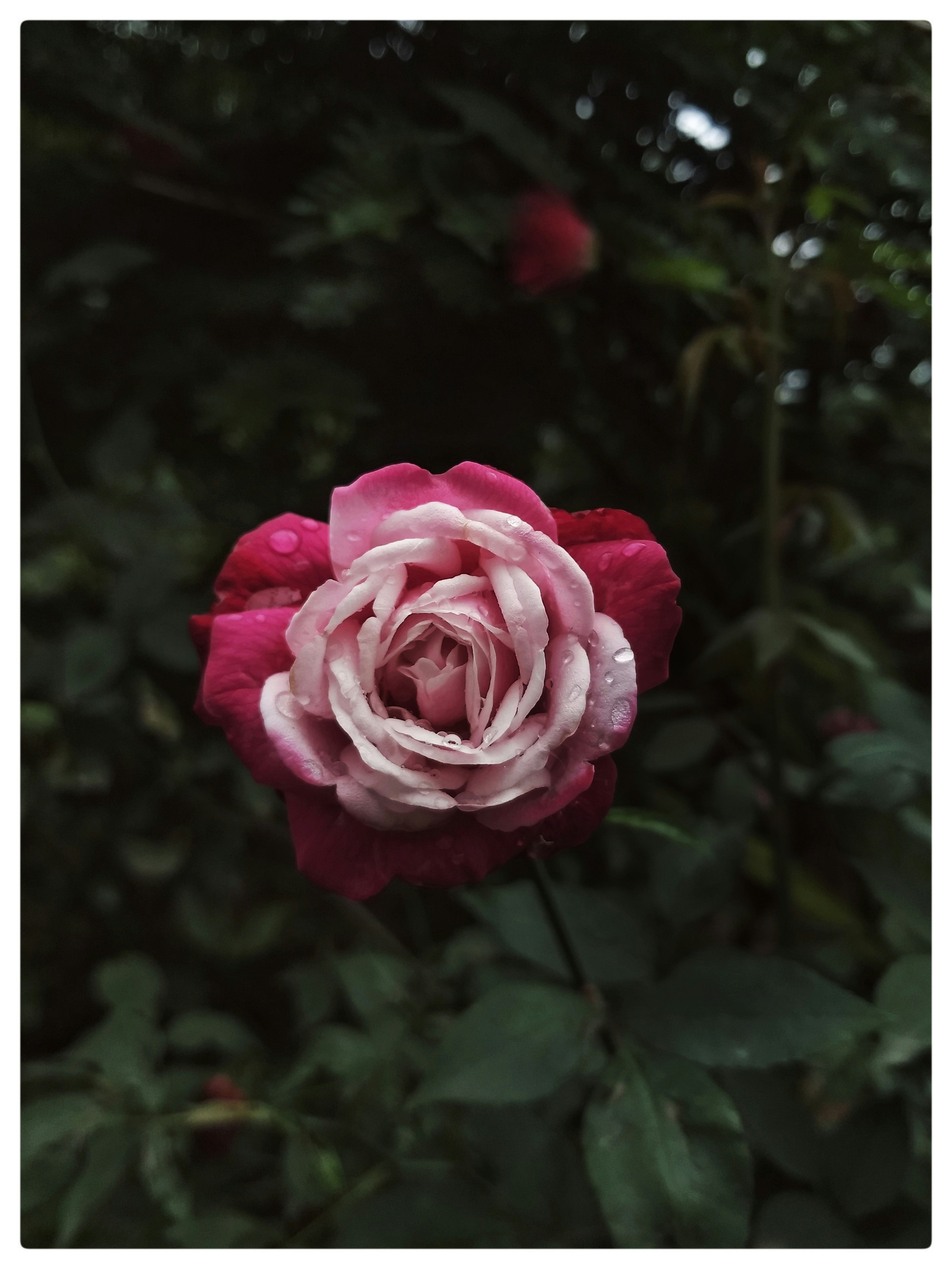 A delicate pink rose adorned with droplets, surrounded by lush greenery, showcasing nature's intricate beauty.