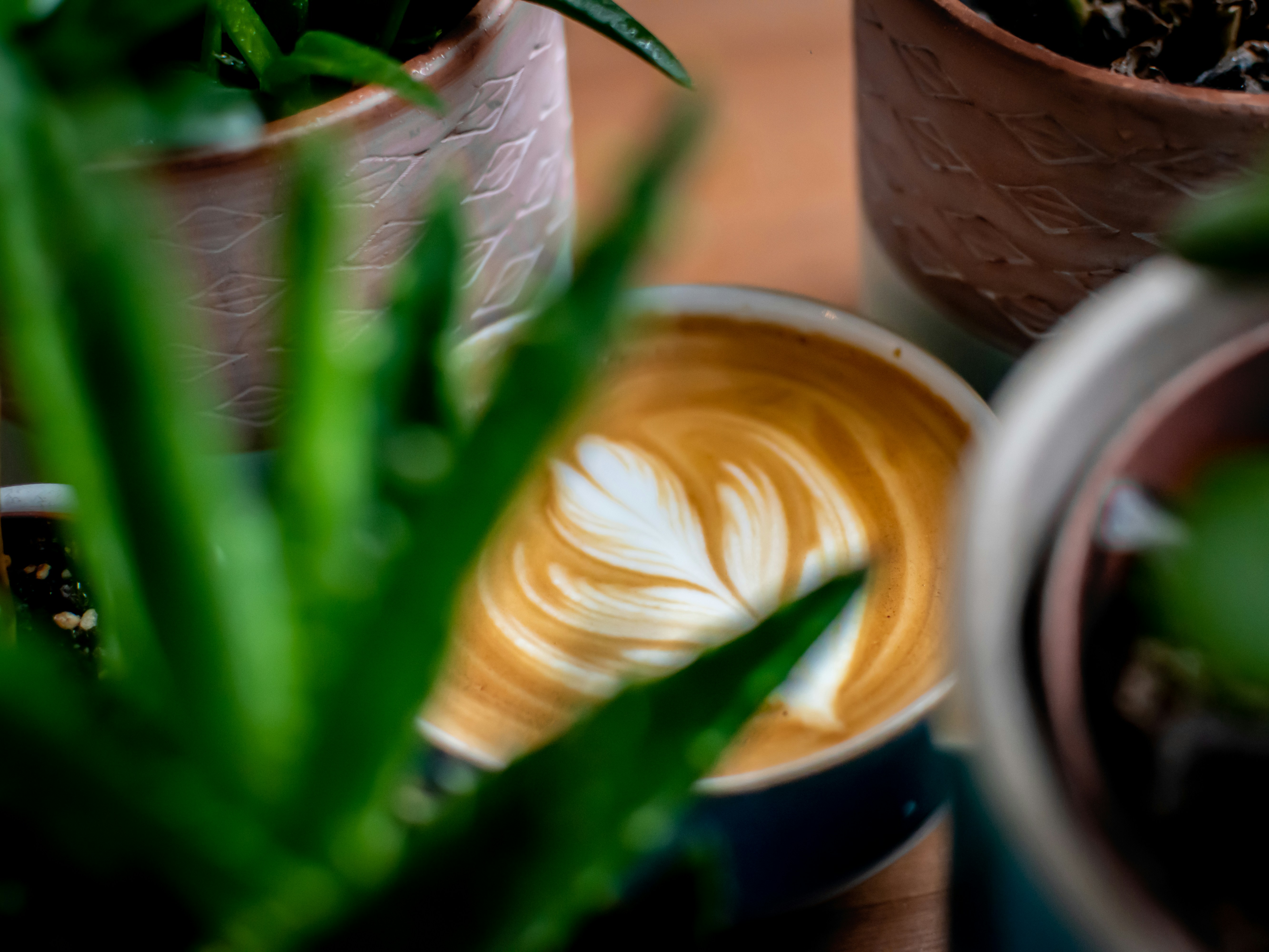 Latte with intricate art surrounded by various potted plants.