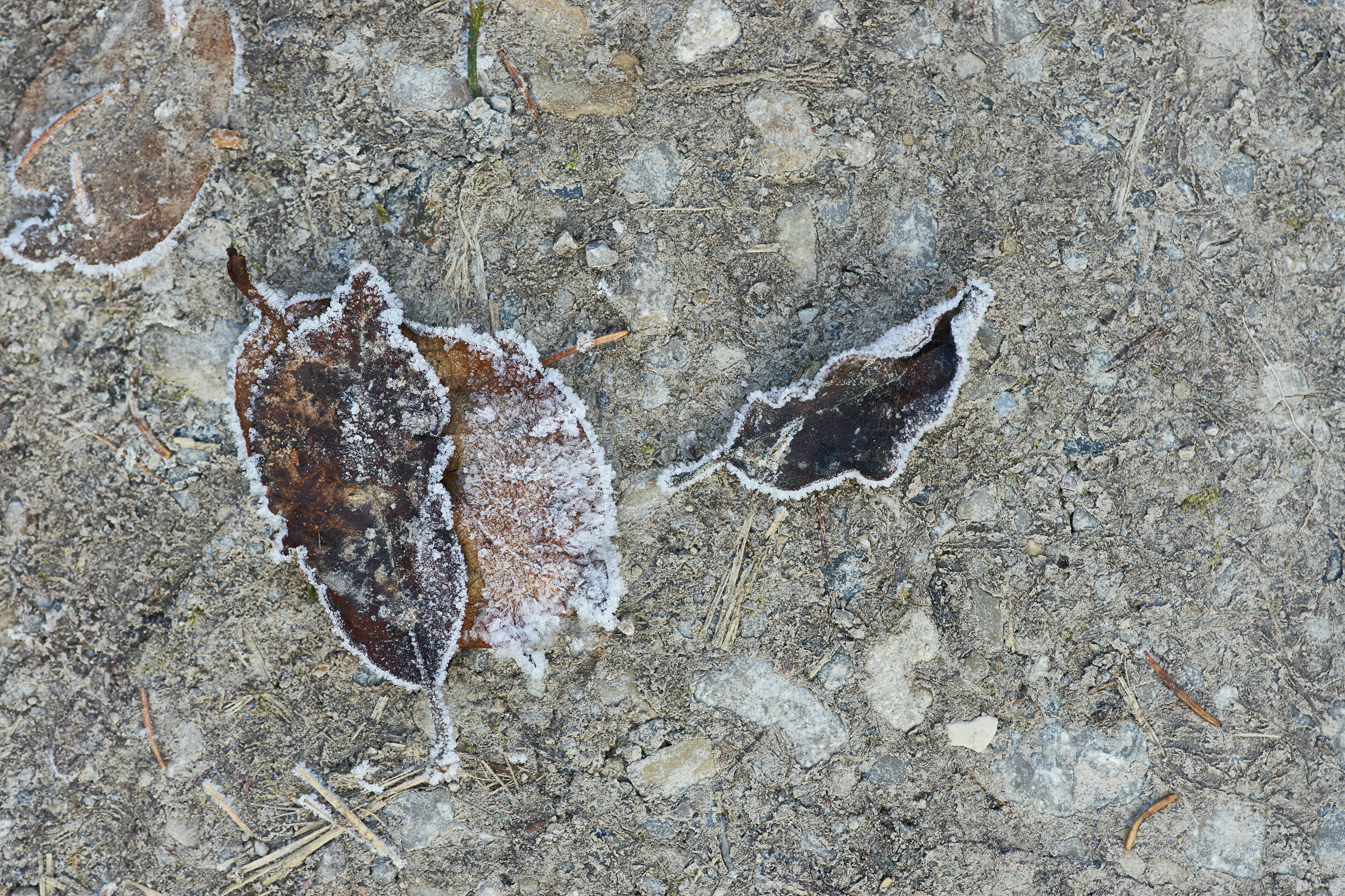 Winter's Quiet Lace on Gravel