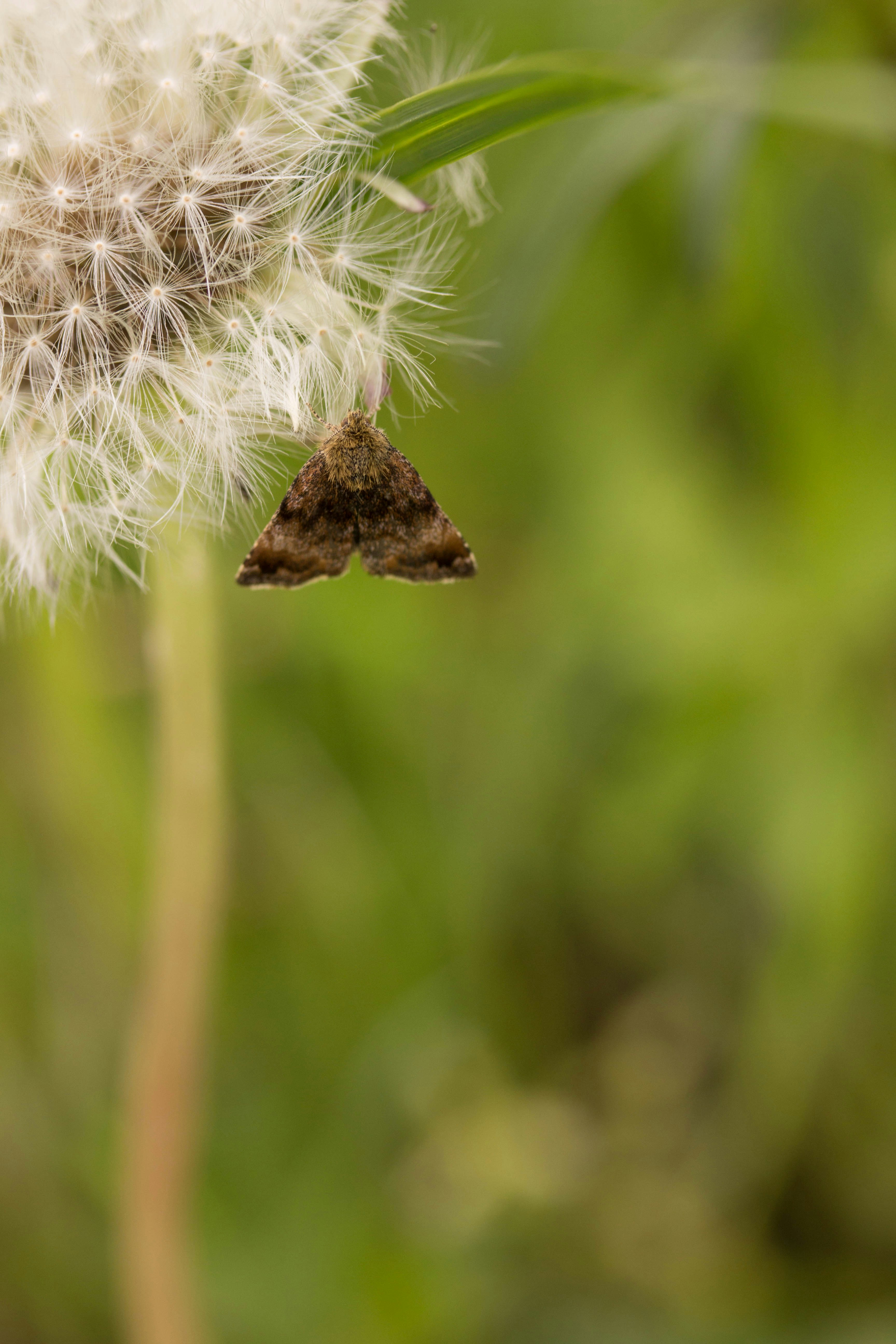 Shallow focus photography of brown moth on white dandelion flower photo ...