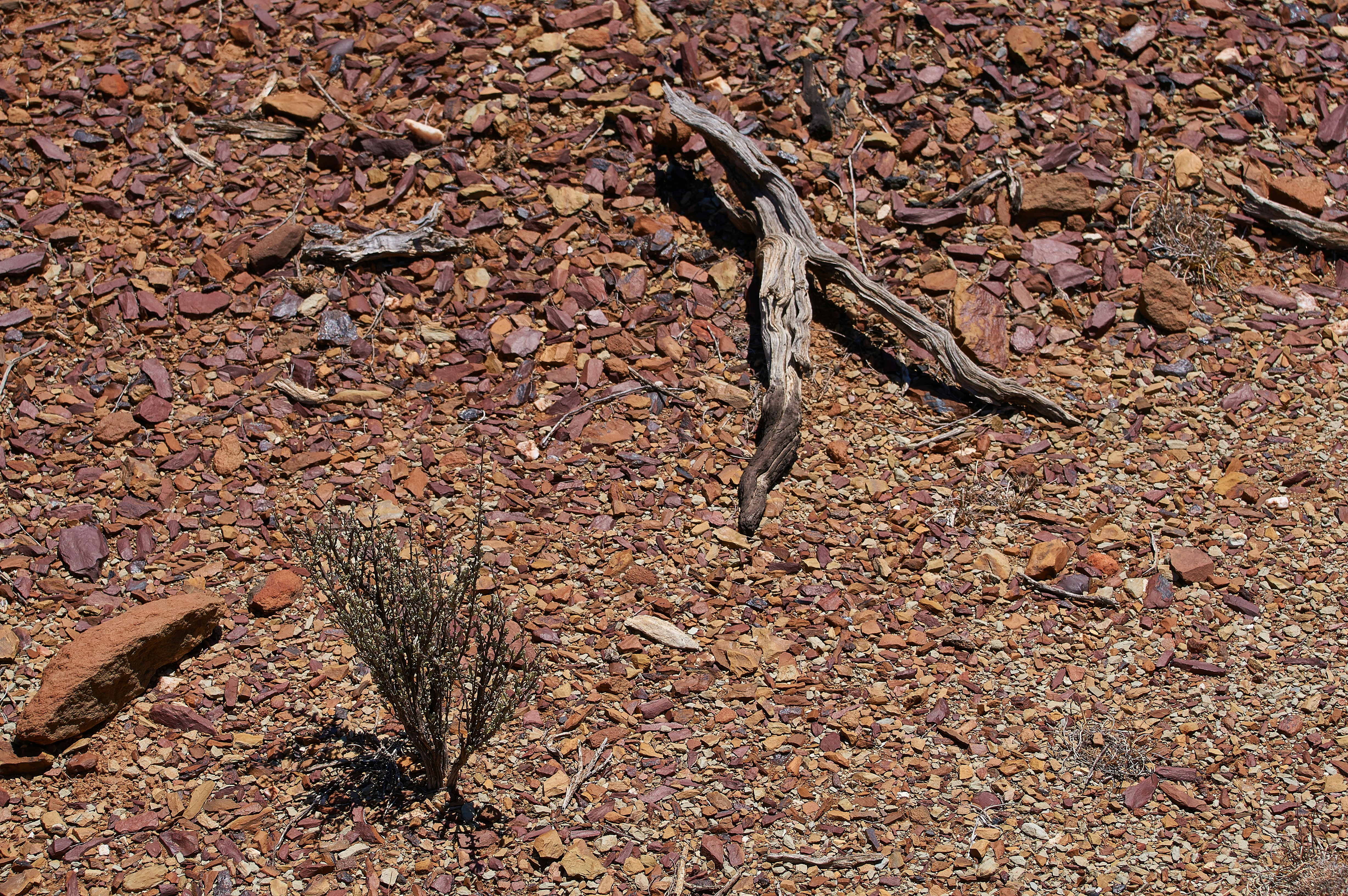A solitary shrub stands resilient against a backdrop of textured red rocks and scattered debris. The interplay of natural elements highlights the harsh beauty of the arid landscape.