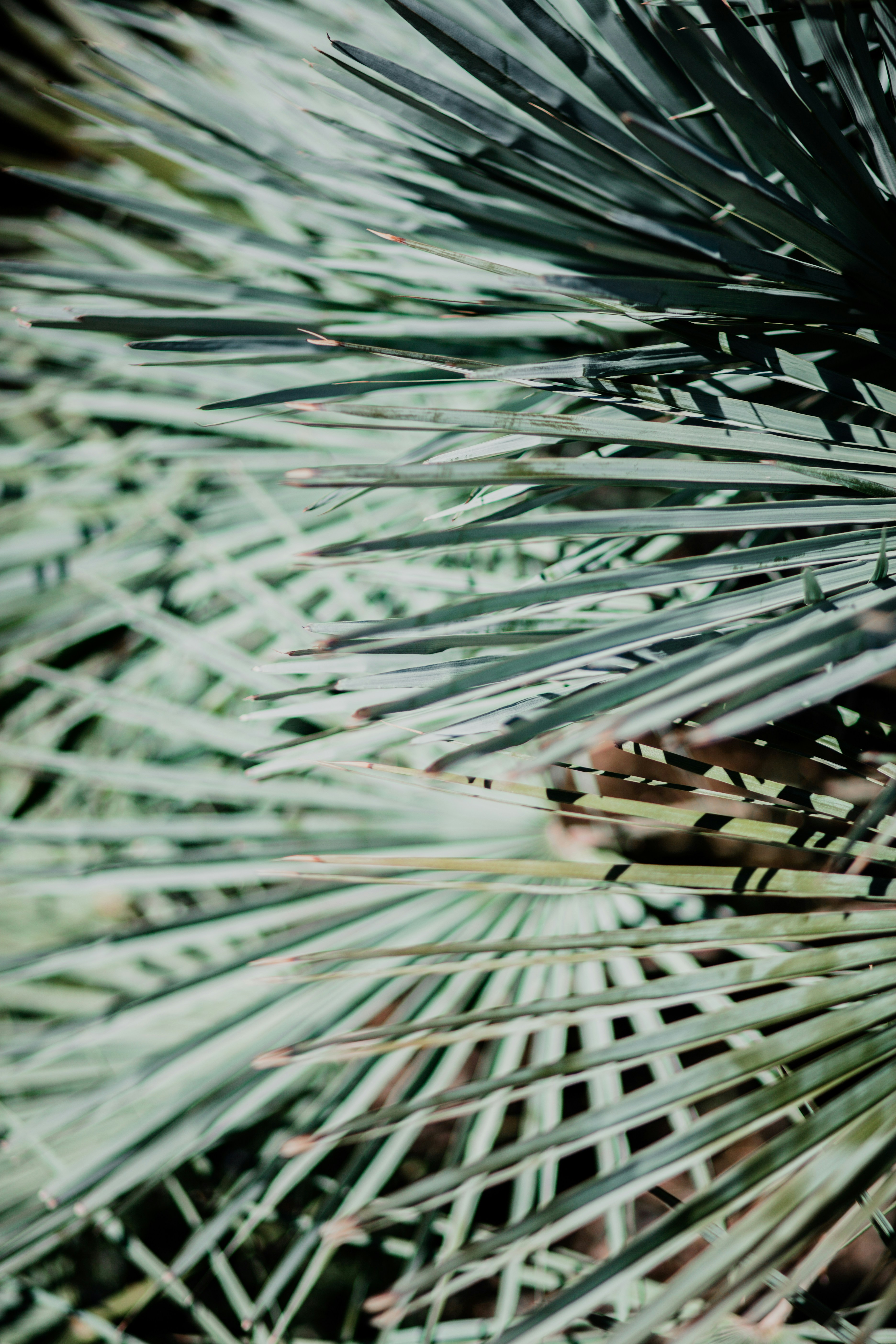 Tangled Fronds: A Close-Up Portrait of Palm Leaves in Quiet Focus