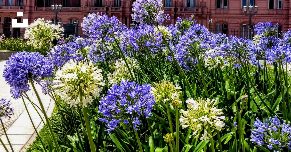 Fotografía De Enfoque Superficial De Planta De Hojas Verdes Con Flores