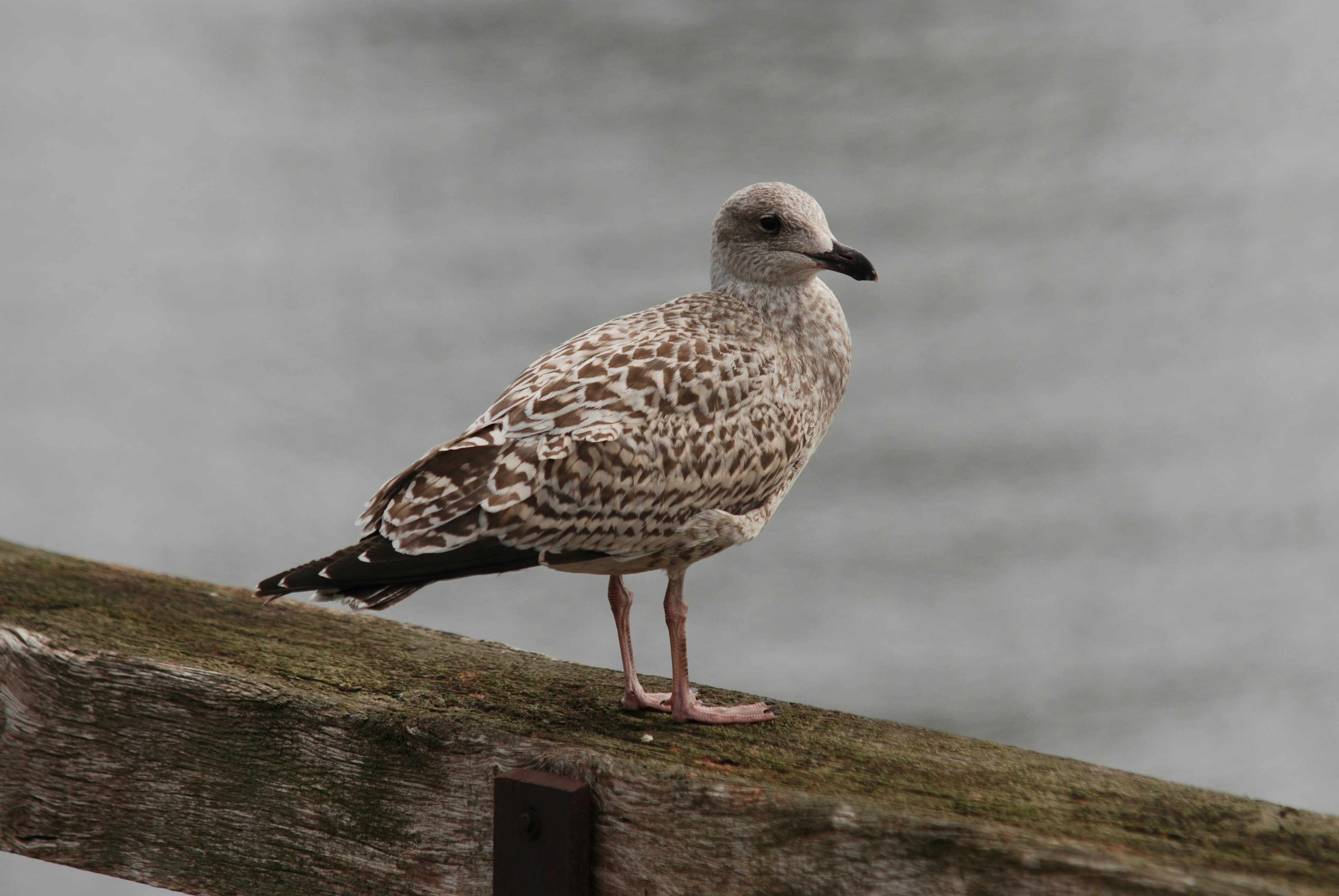 Patinaed Rail Sentinel: a juvenile gull surveys a gray inlet from a weathered wooden railing