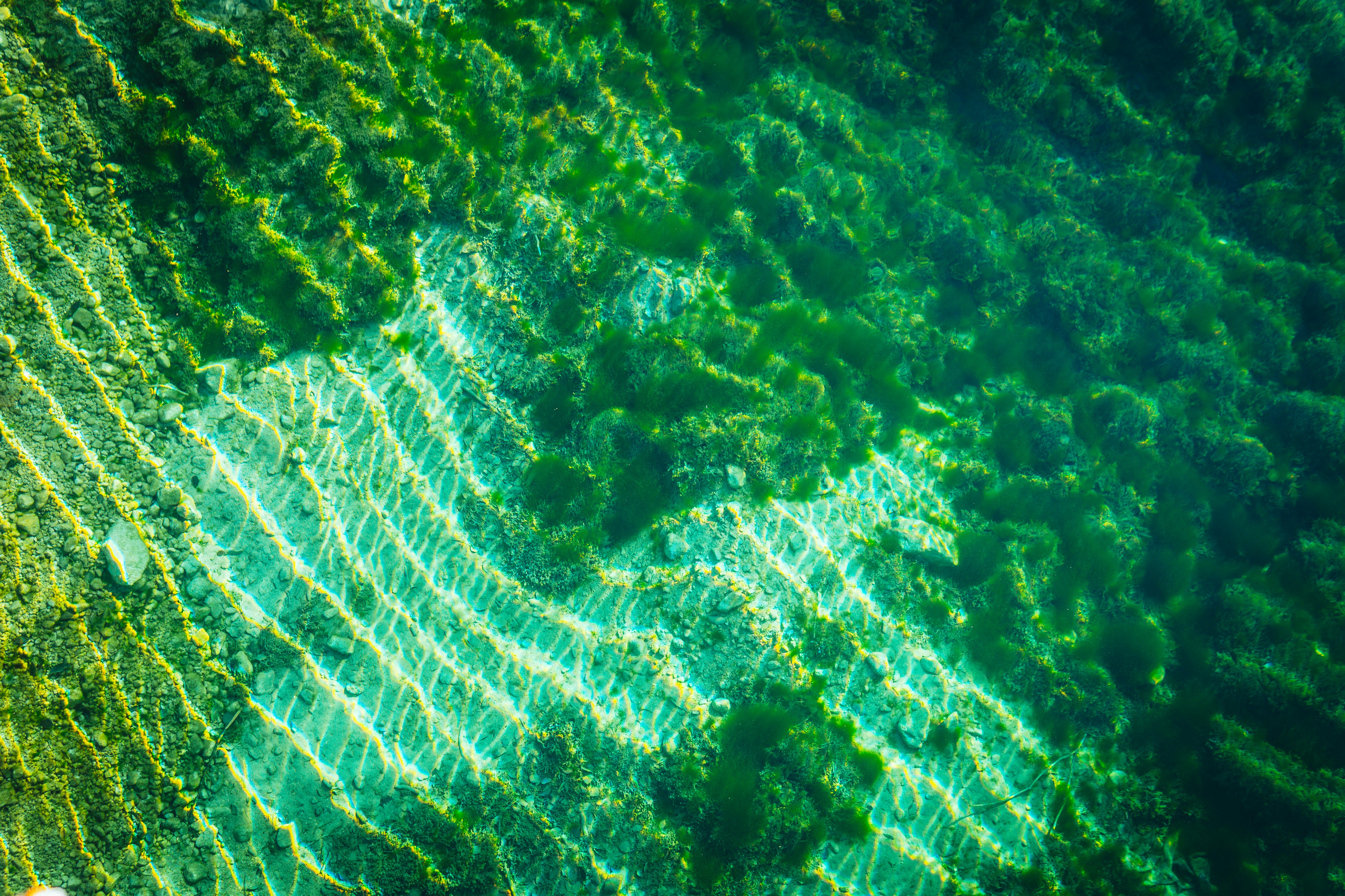 Sunlit ripples and aquatic plants create intricate patterns on the lakebed.