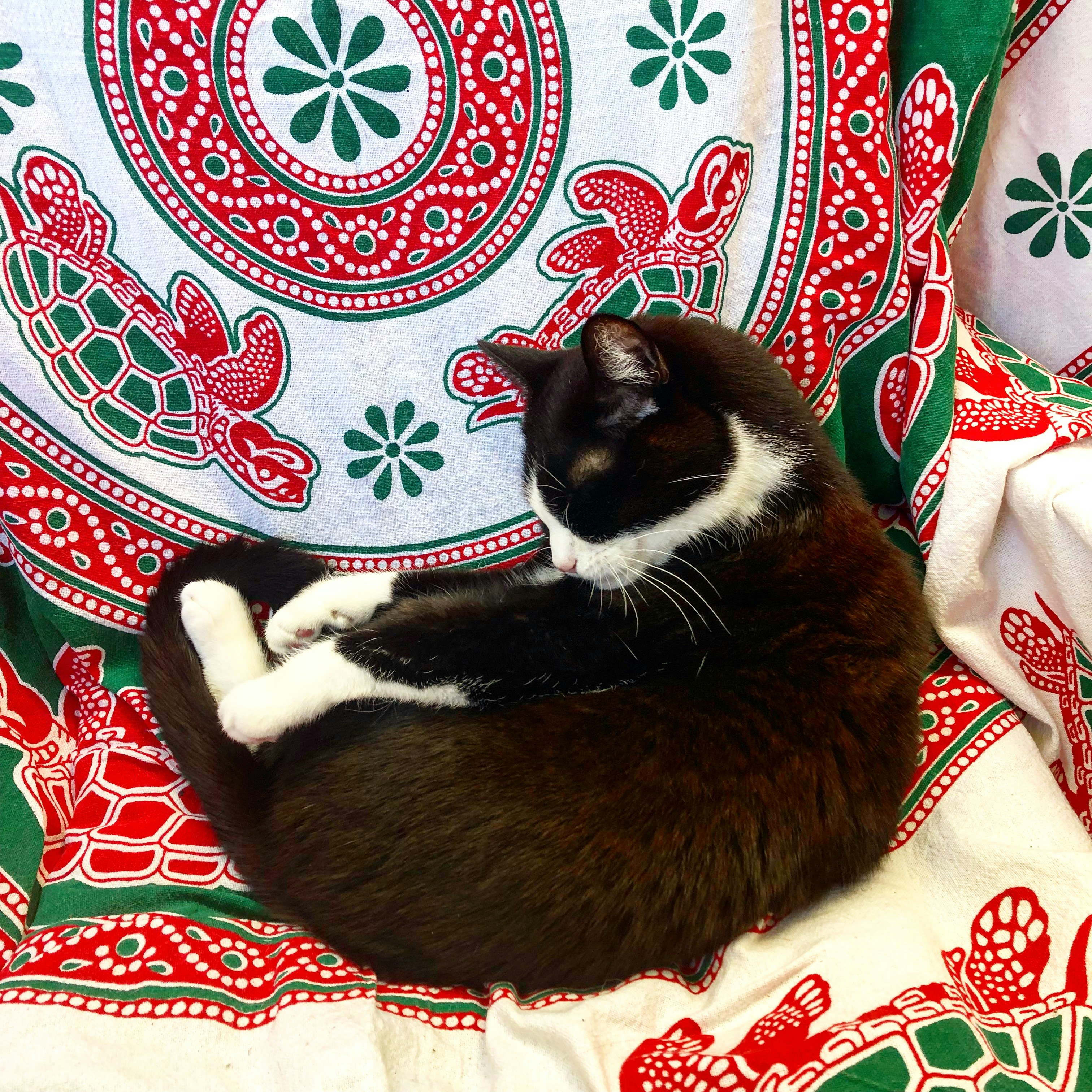 A black and white cat curled up comfortably on a colorful, patterned fabric featuring turtles and intricate designs.
