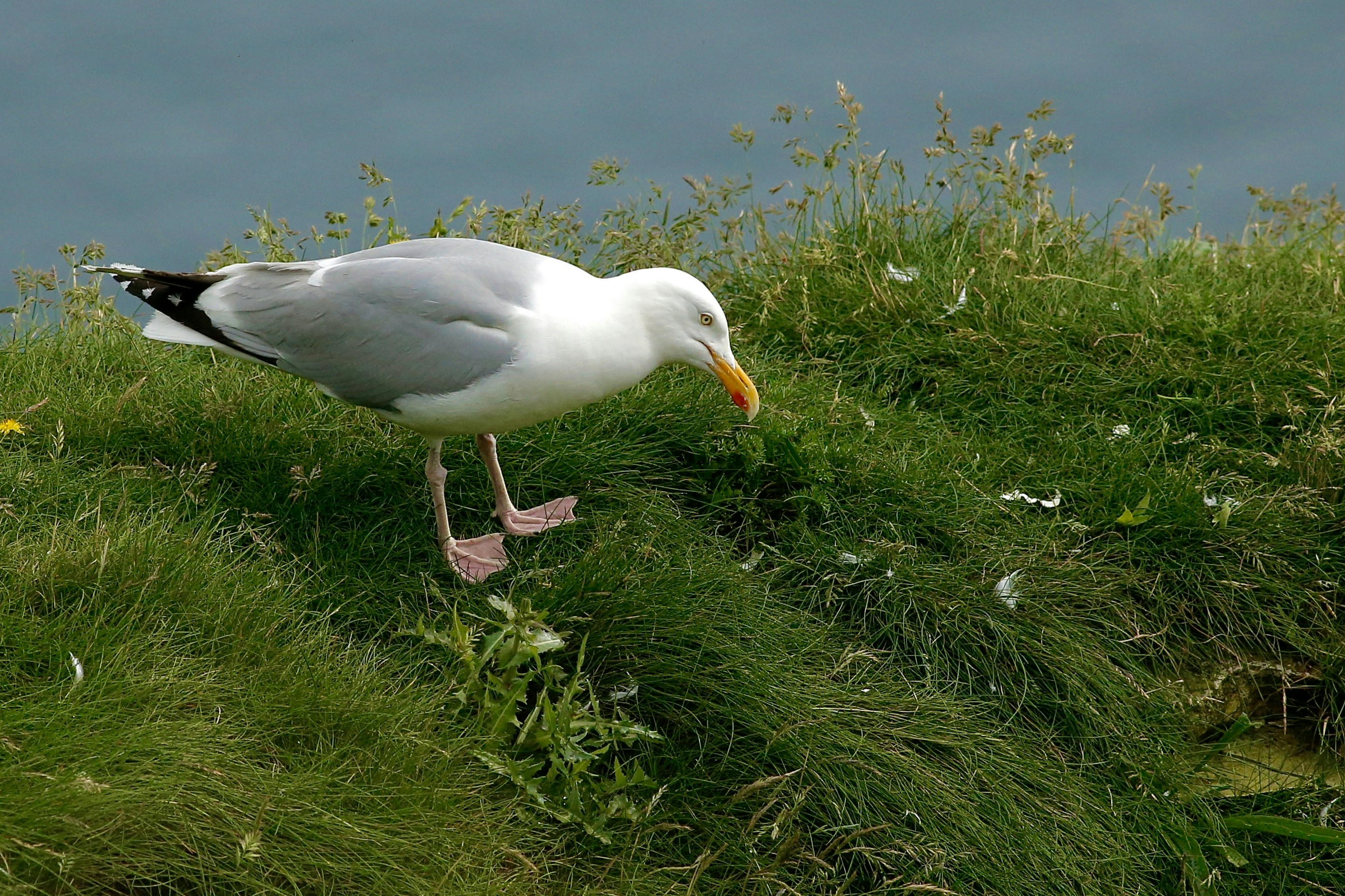Seagull Stroll on the Cliffside