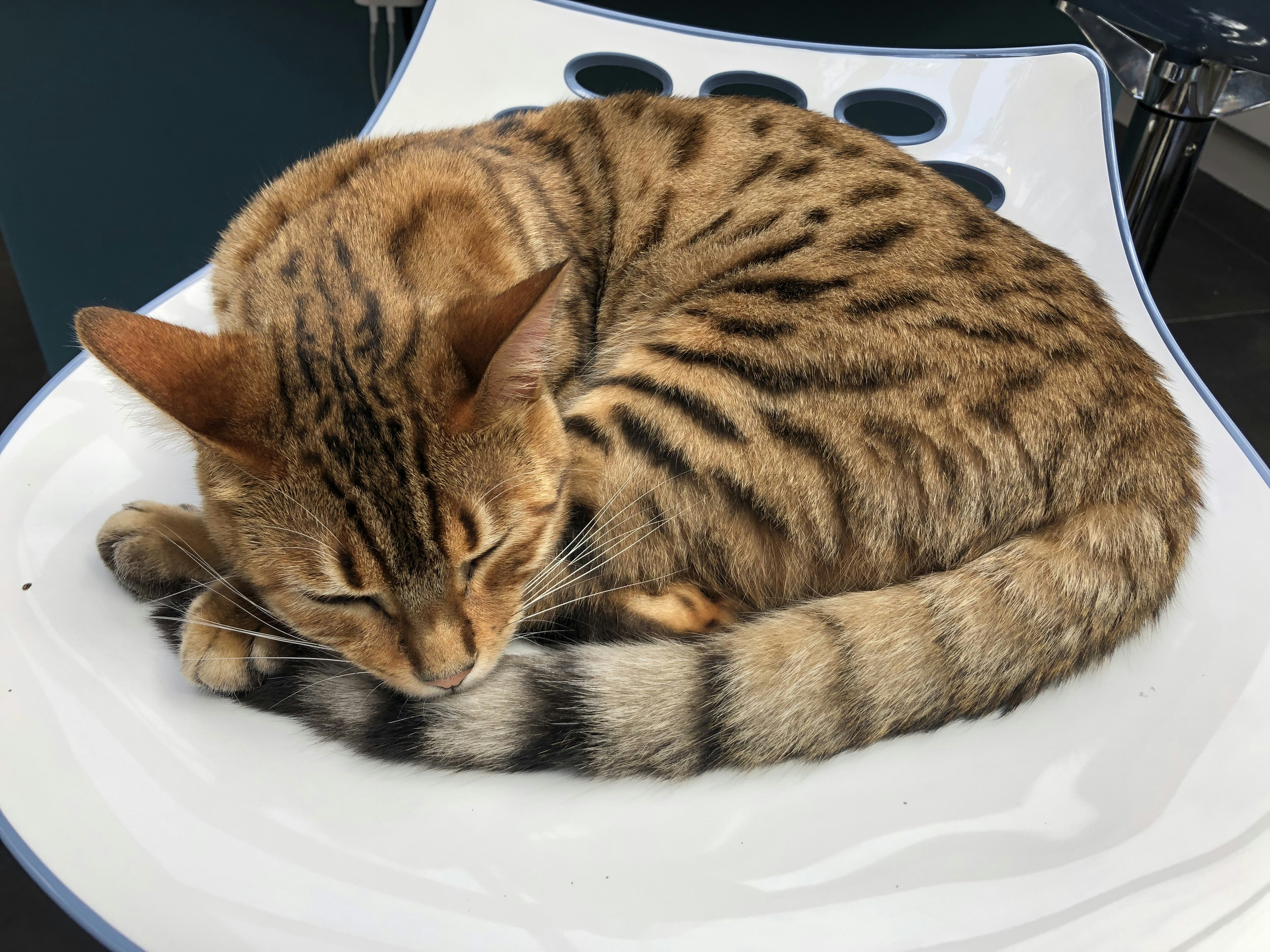 Gato Lavando Ropa Gif Pictures | Download Free Images on Unsplash