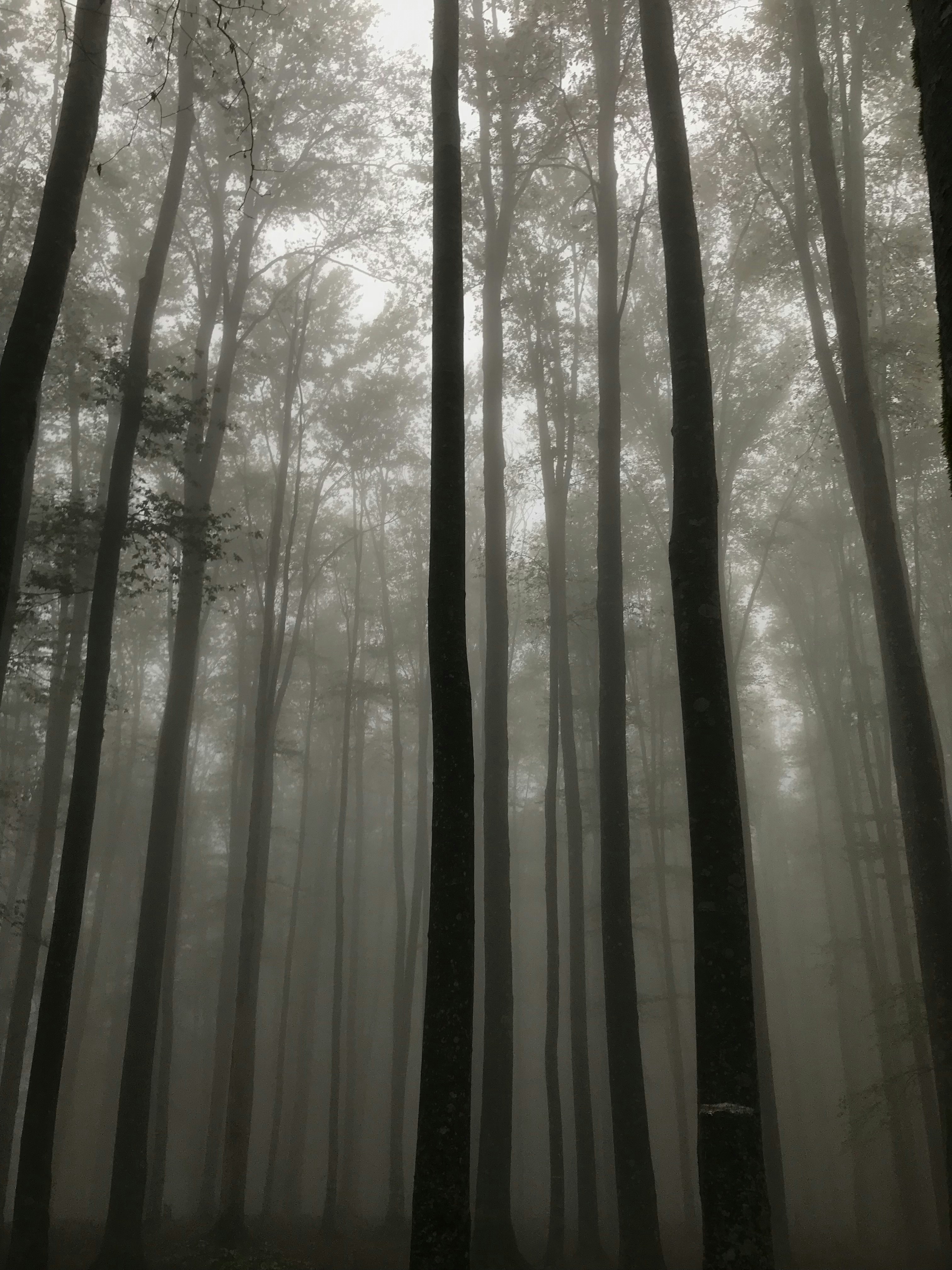 Tall trees shrouded in dense fog create an ethereal atmosphere in a tranquil forest setting.