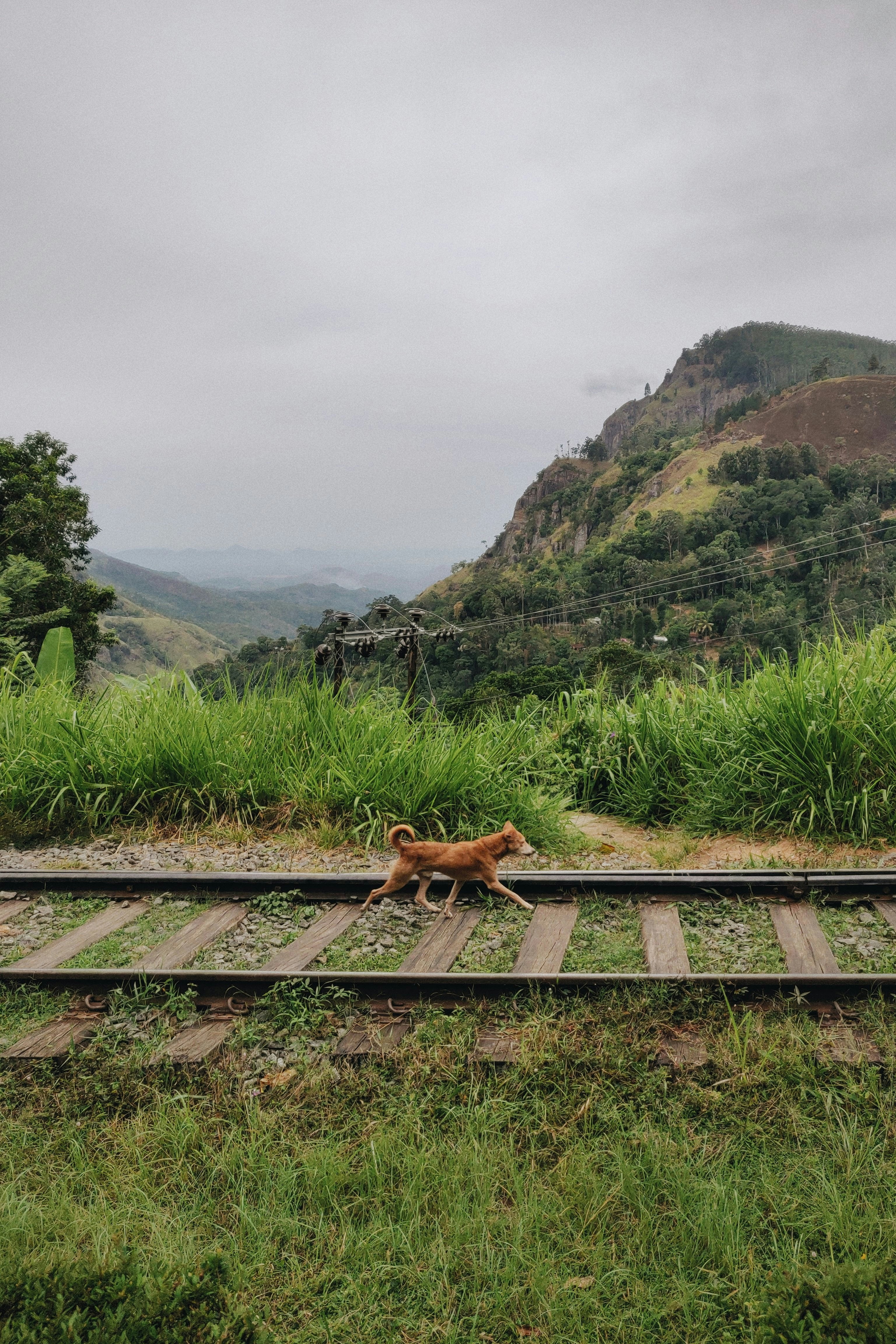 Railbound Wanderer: a brown dog crosses the rails amid emerald hills