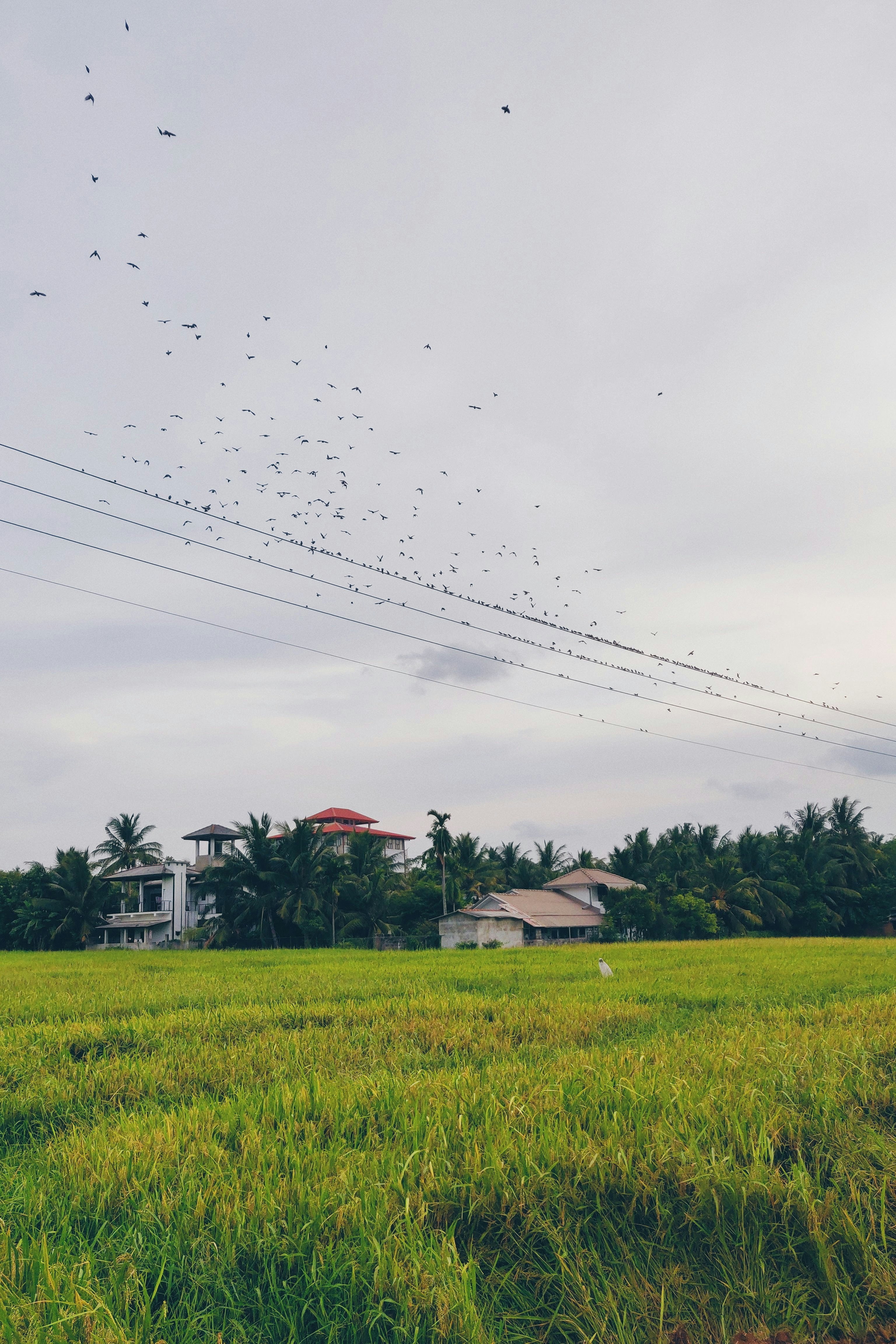Hundreds of tiny starling-like birds prepare for the night above the beautiful rice plains surrounding the Unesco heritage site of Anuradhapura, Sri Lanka.