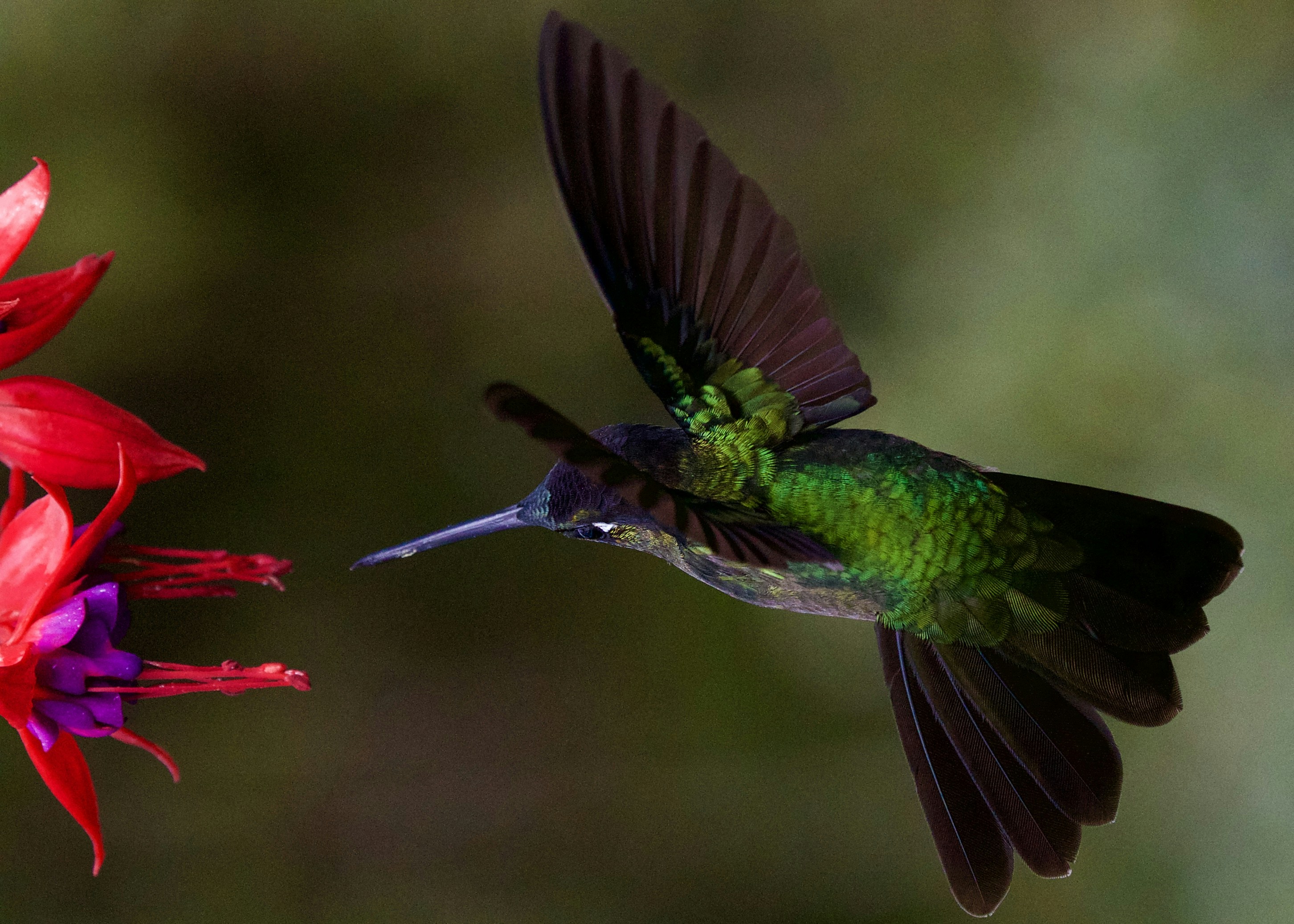 Foto Colibrí verde y marrón – Imagen Costa Rica gratis en Unsplash
