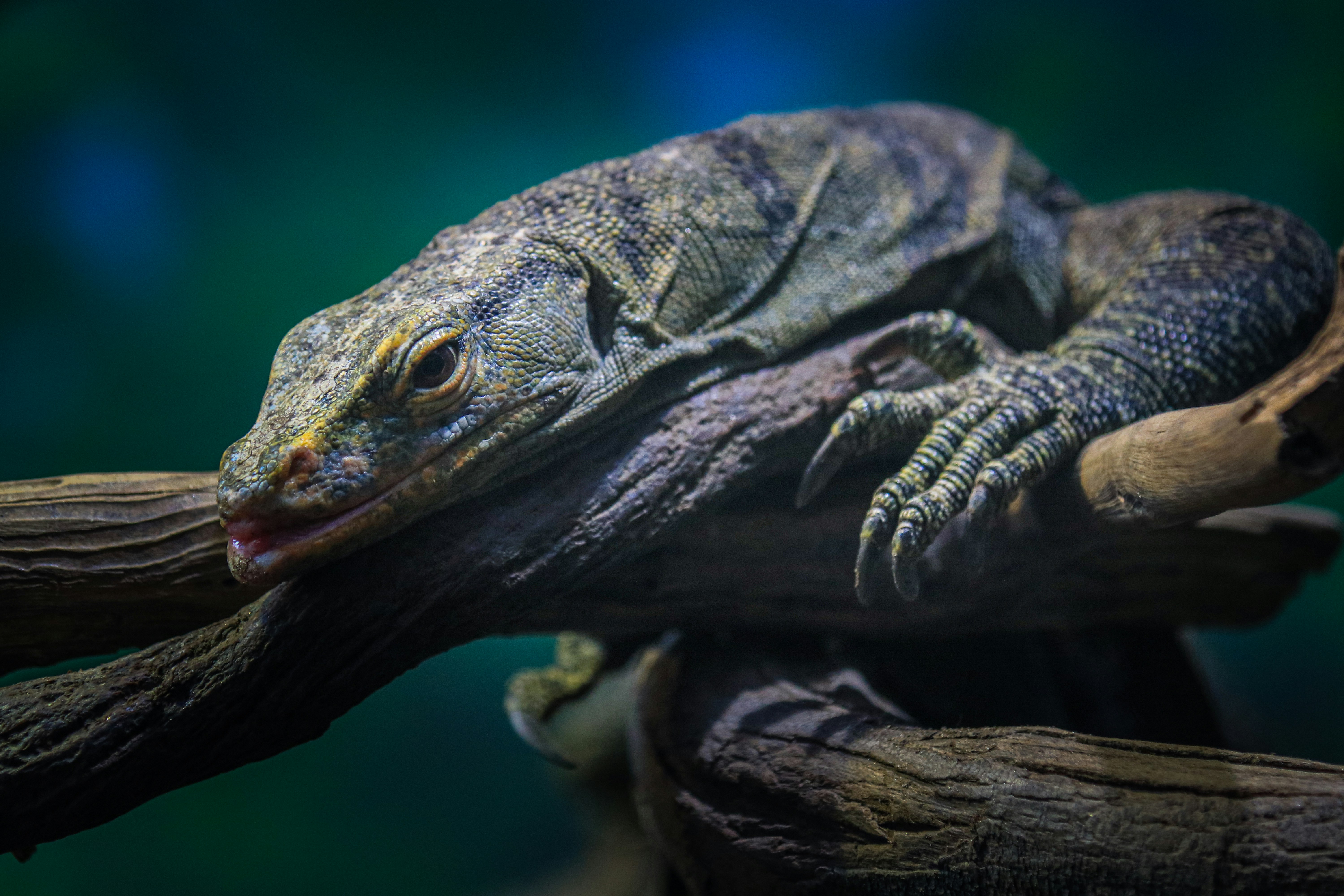 Monitor marrón en la rama de un árbol foto – Imagen de Los Ángeles ...