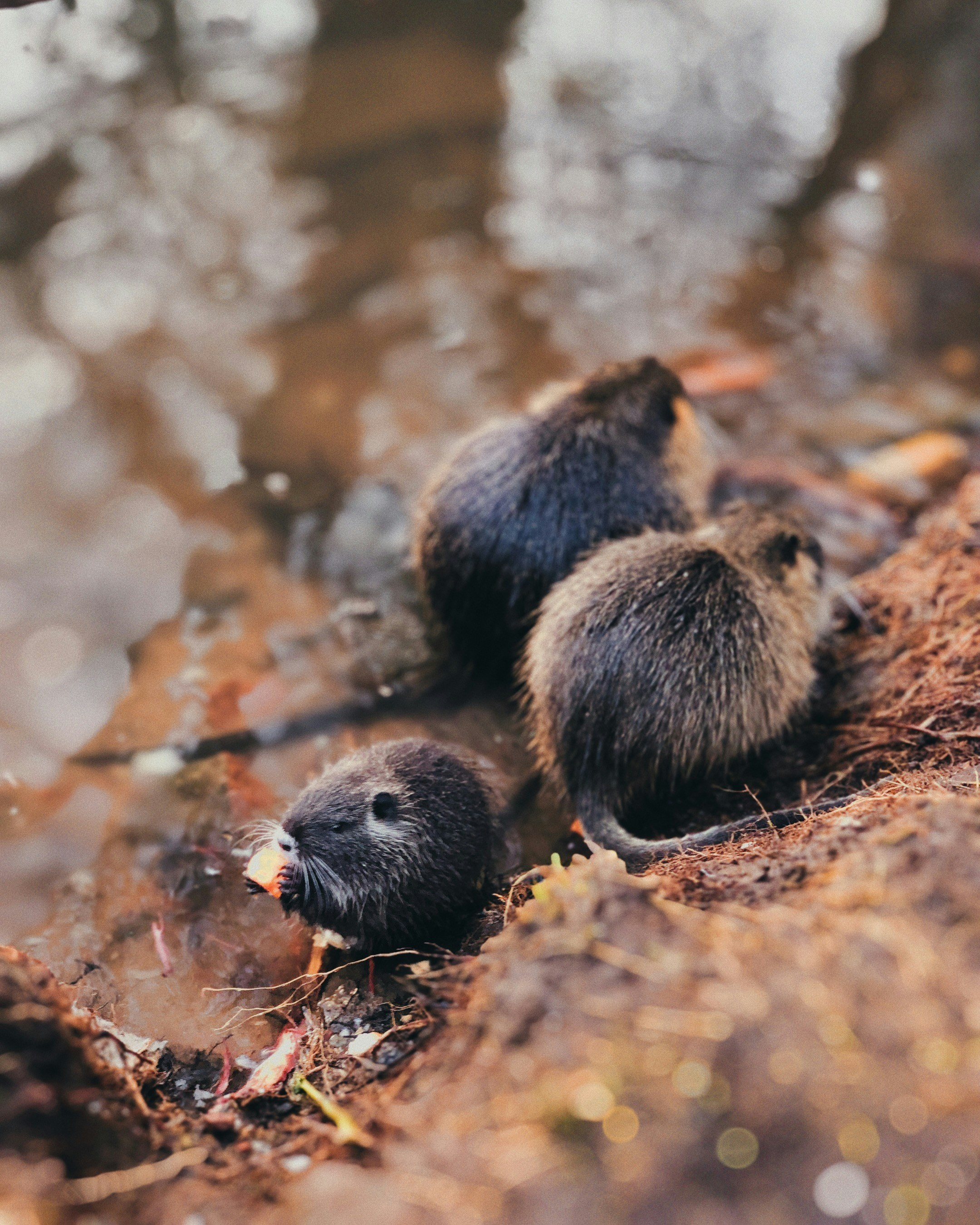 Three water voles foraging along the riverbank, showcasing their natural habitat and behavior.