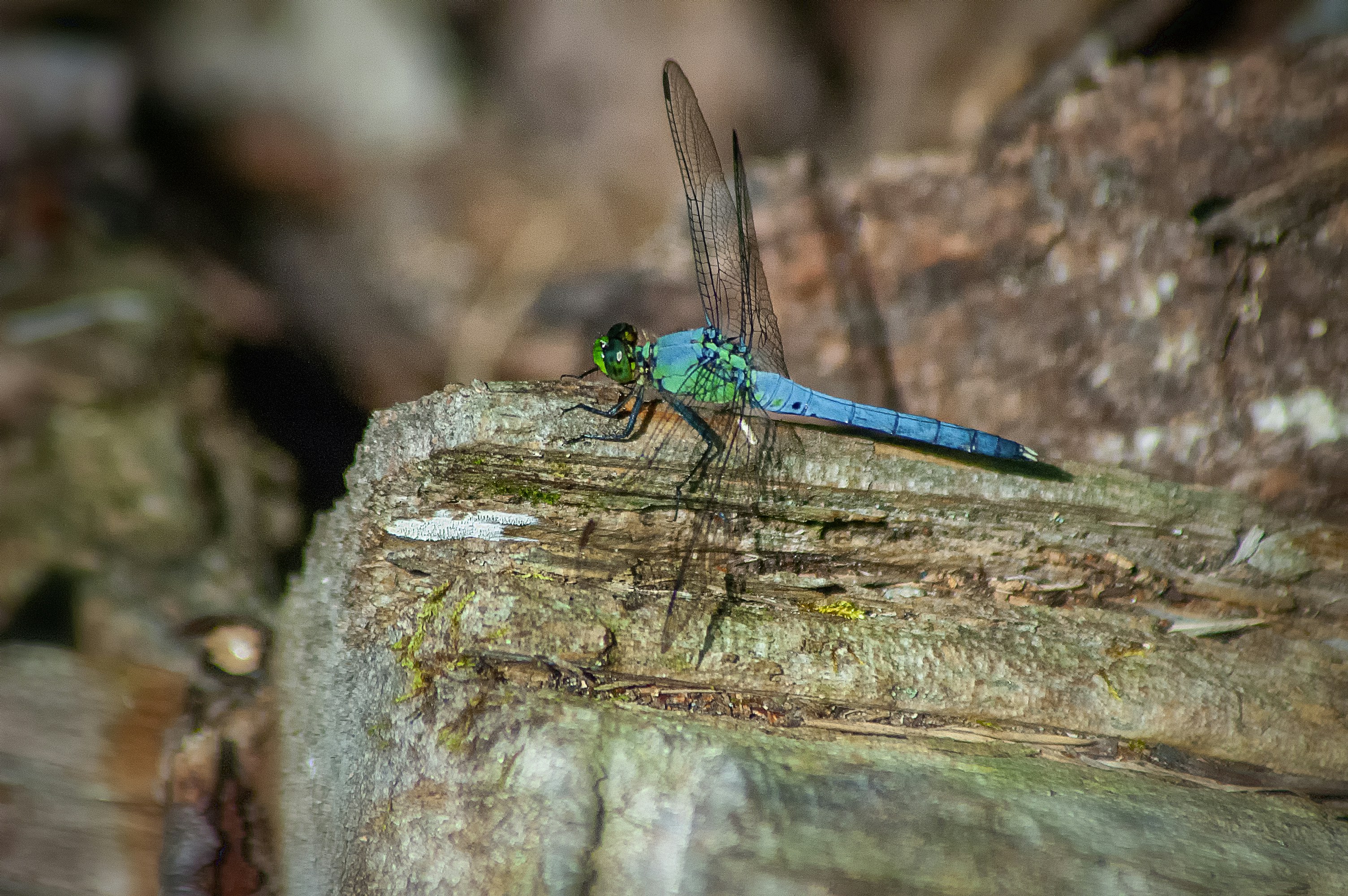 Verdant Crown, Azure Trail: Dragonfly on Weathered Wood