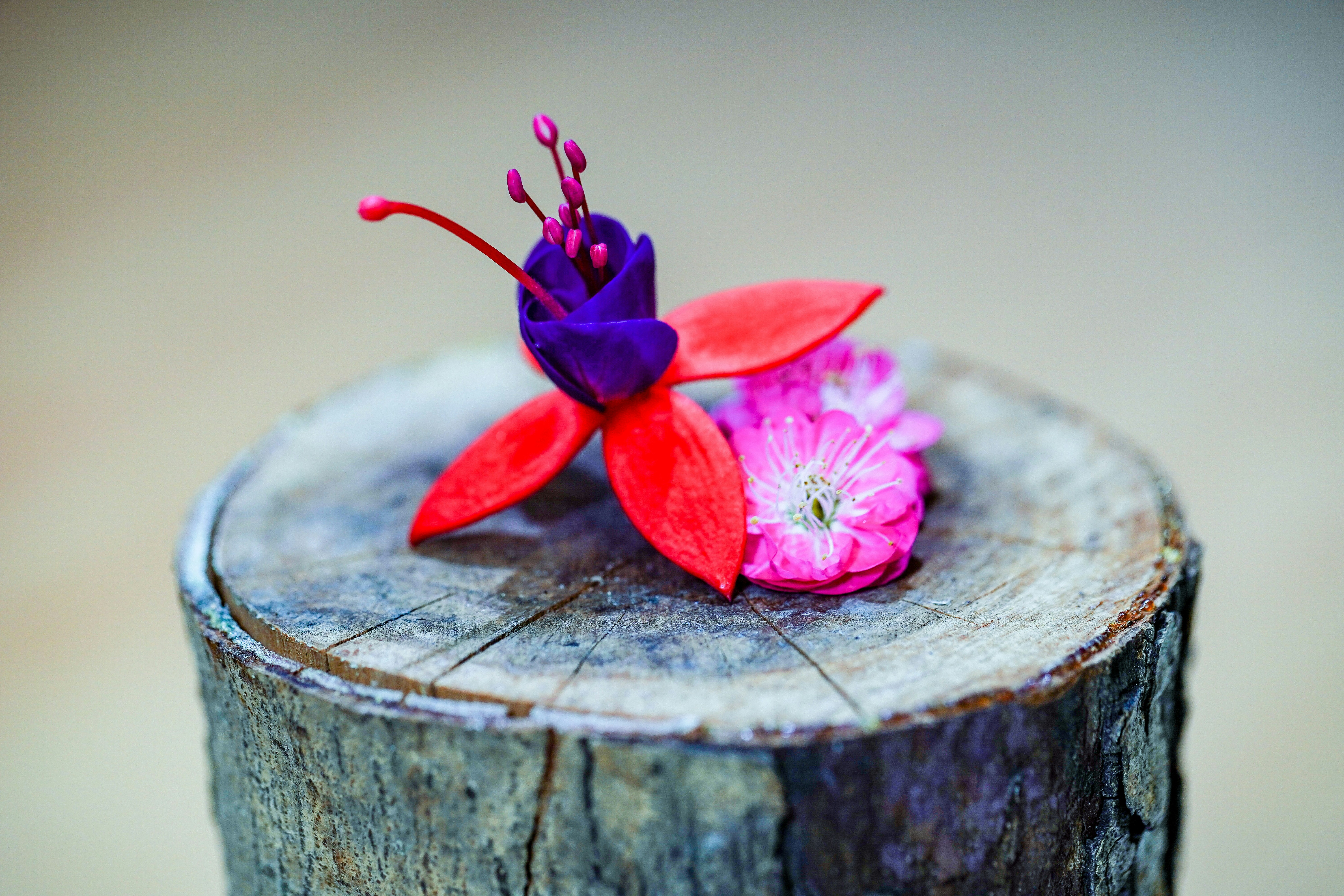 Red blossom duo perched on weathered stump: a study in color and contrast