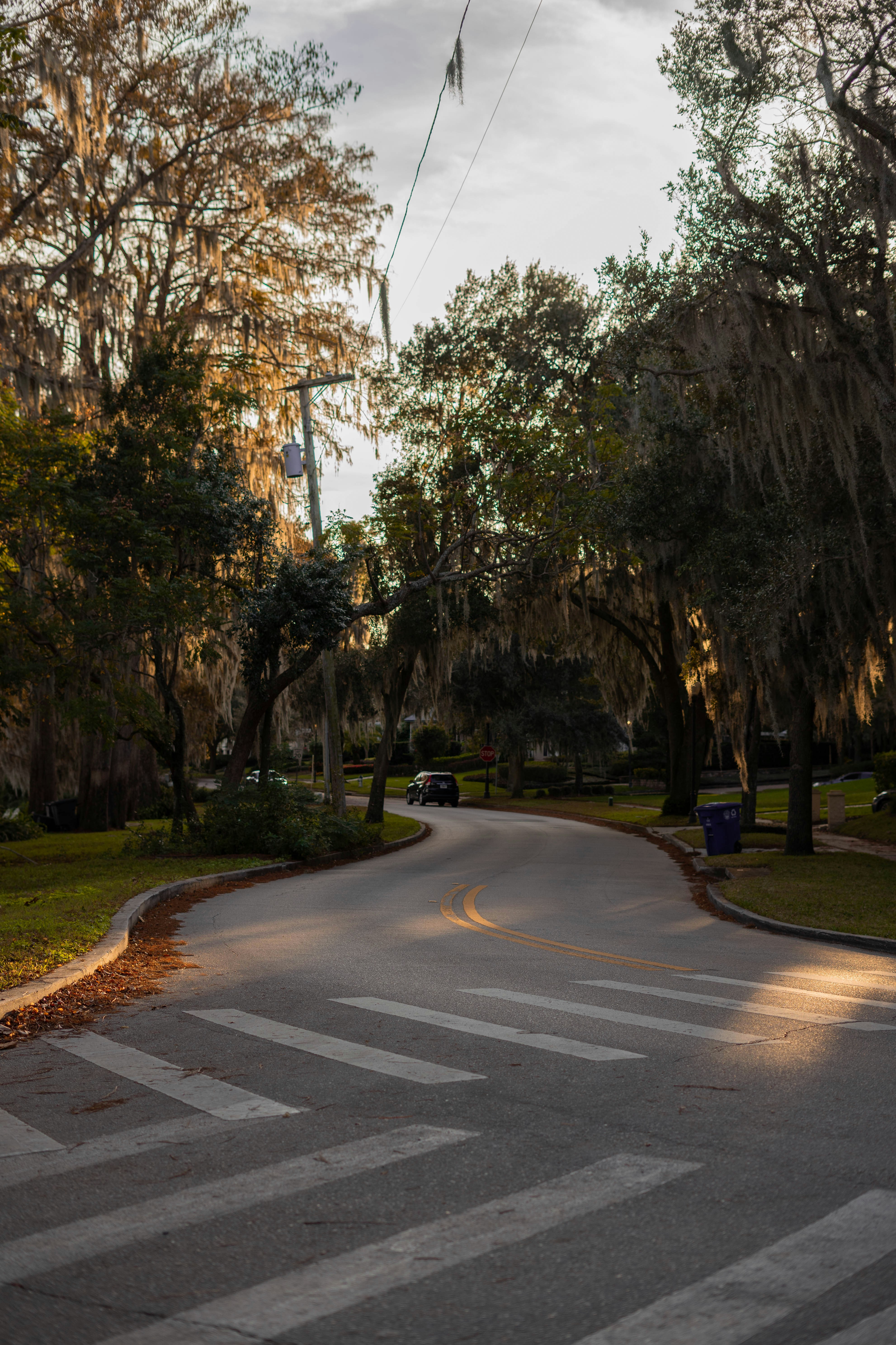 Curved road lined with trees draped in Spanish moss, illuminated by soft evening light. A car navigates the serene landscape.