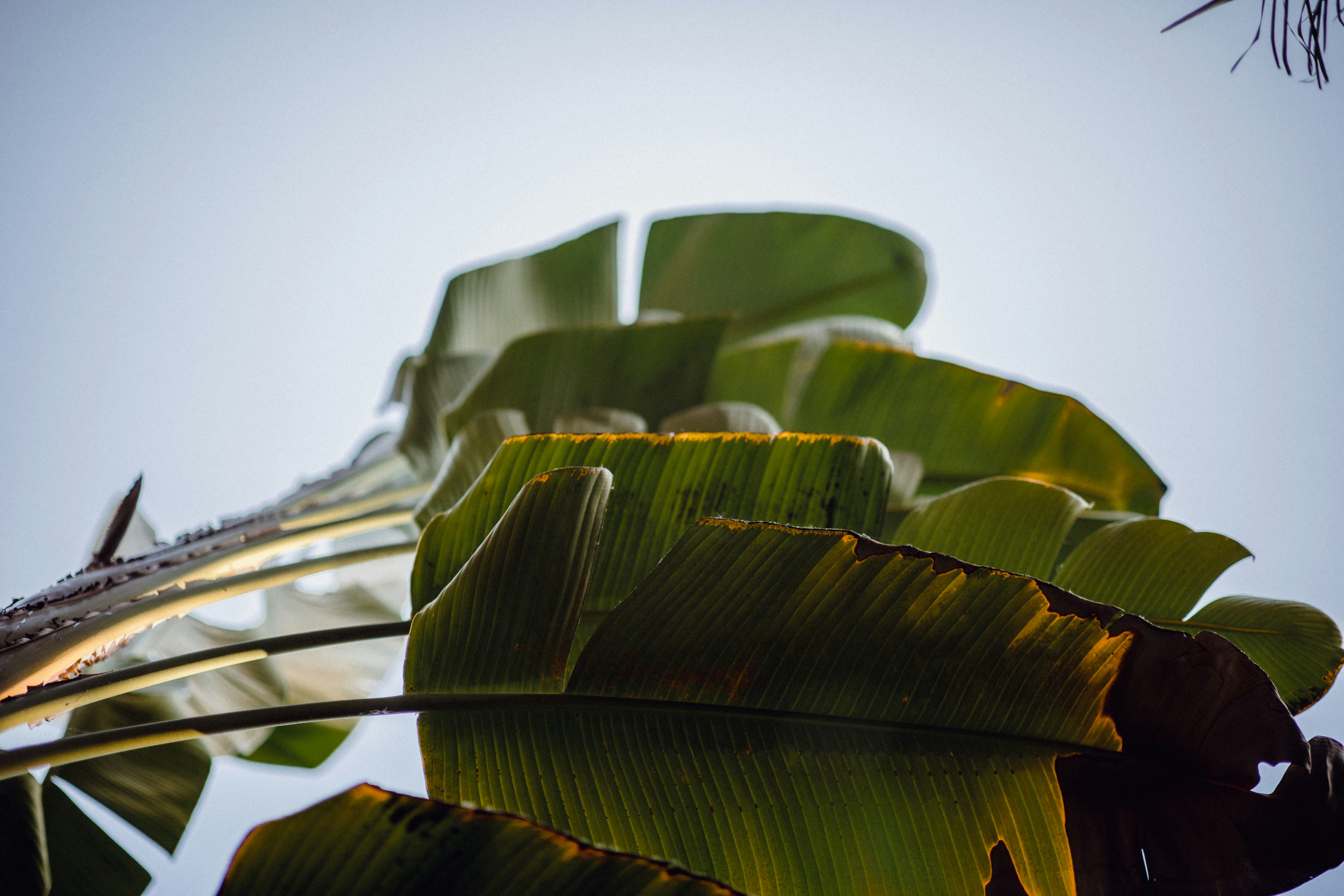 Emerald Fronds Reaching the Sky