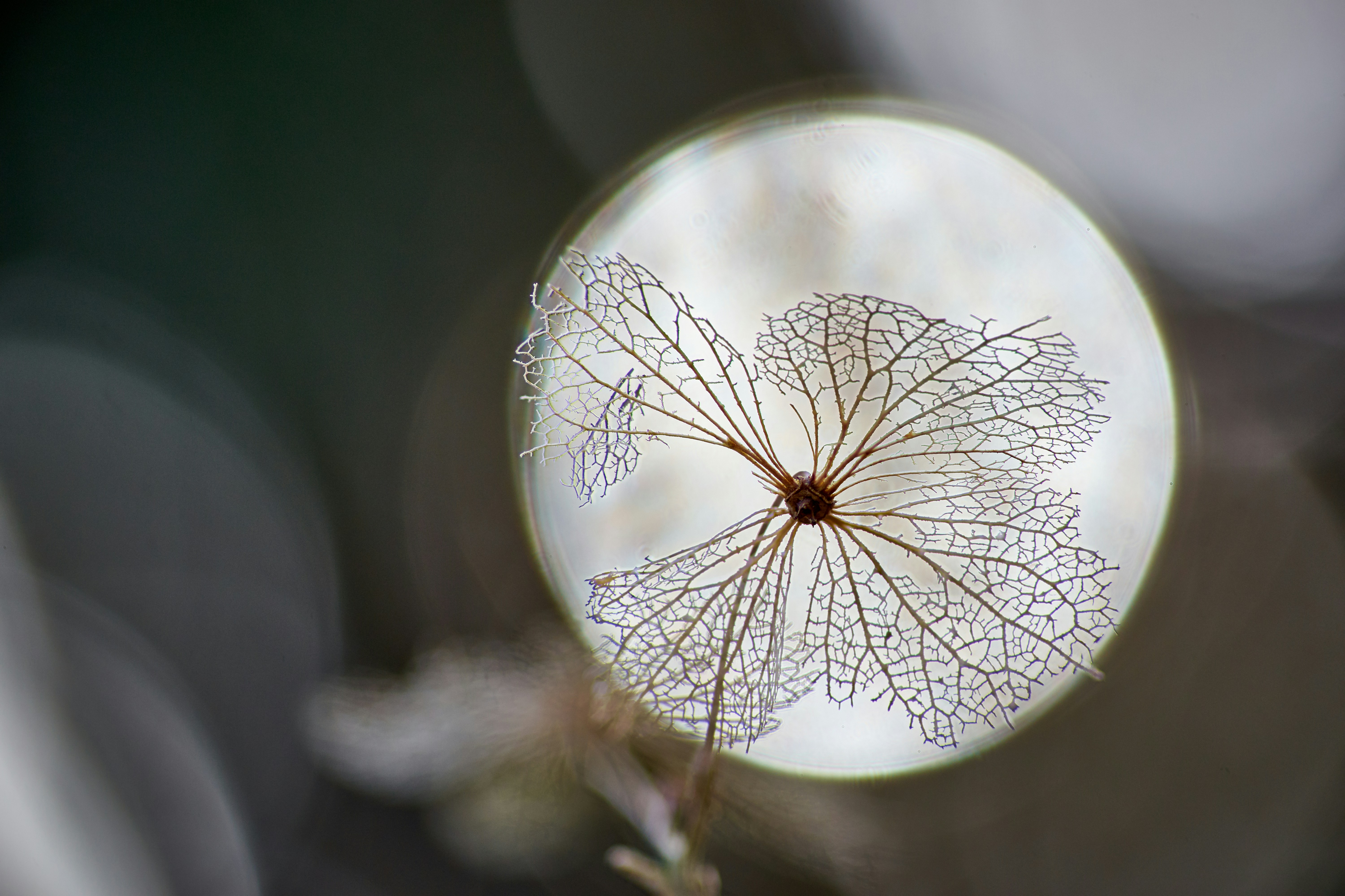 a close up of a leaf with a blurry background