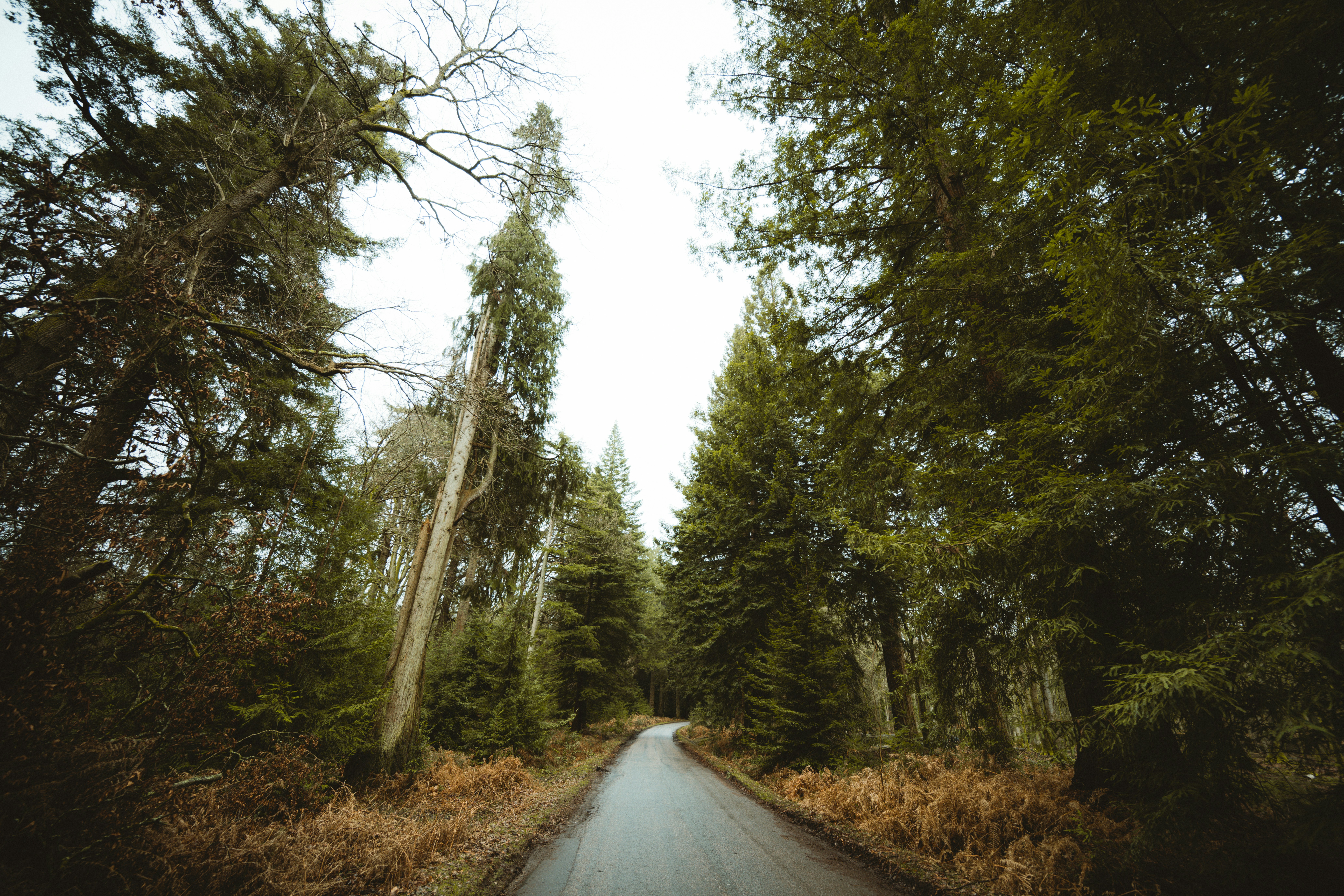 A road in the middle of a forest with tall trees photo – Free New ...