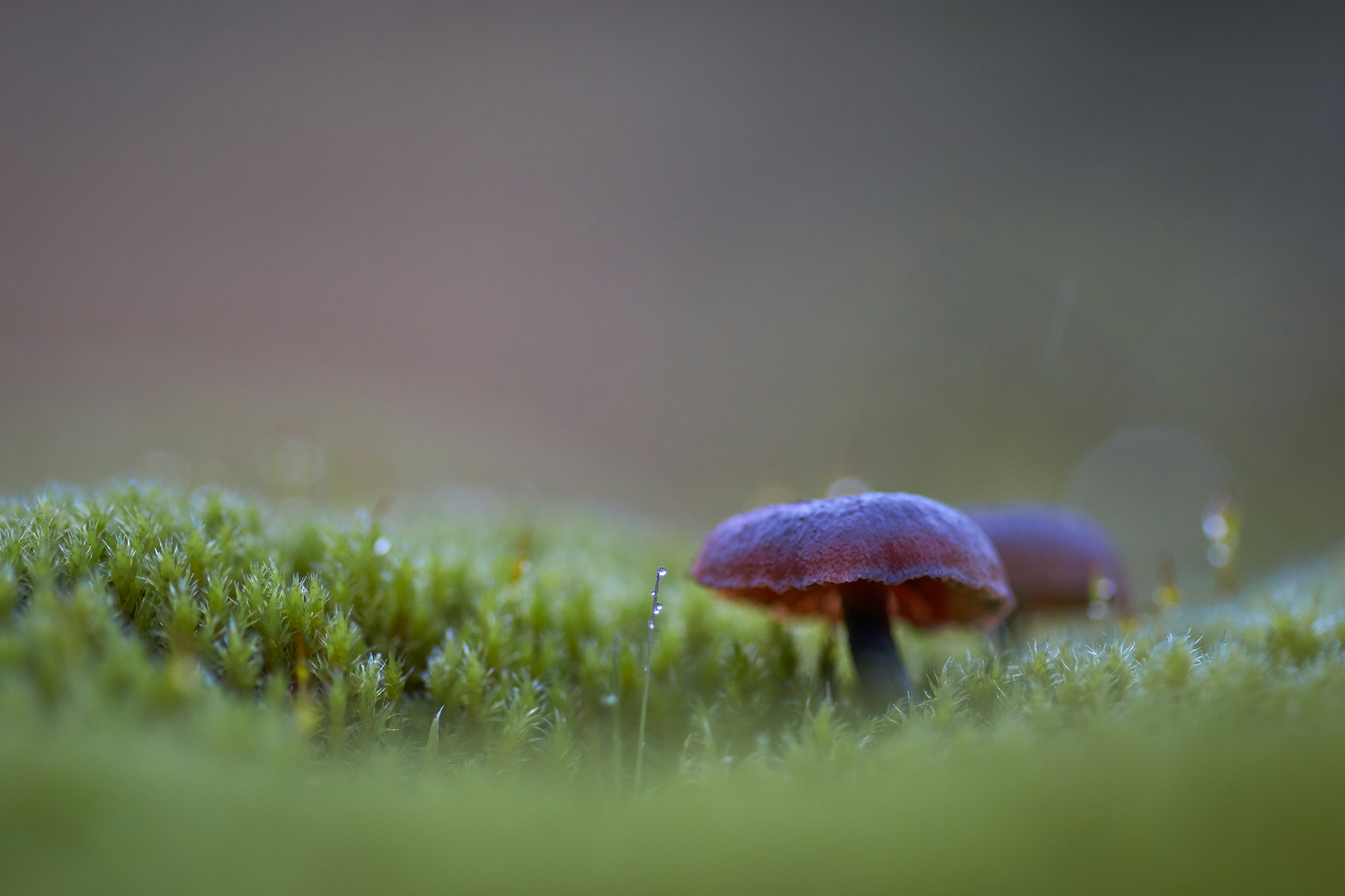 Crimson-Capped Sentinel in a Velvet Moss Meadow