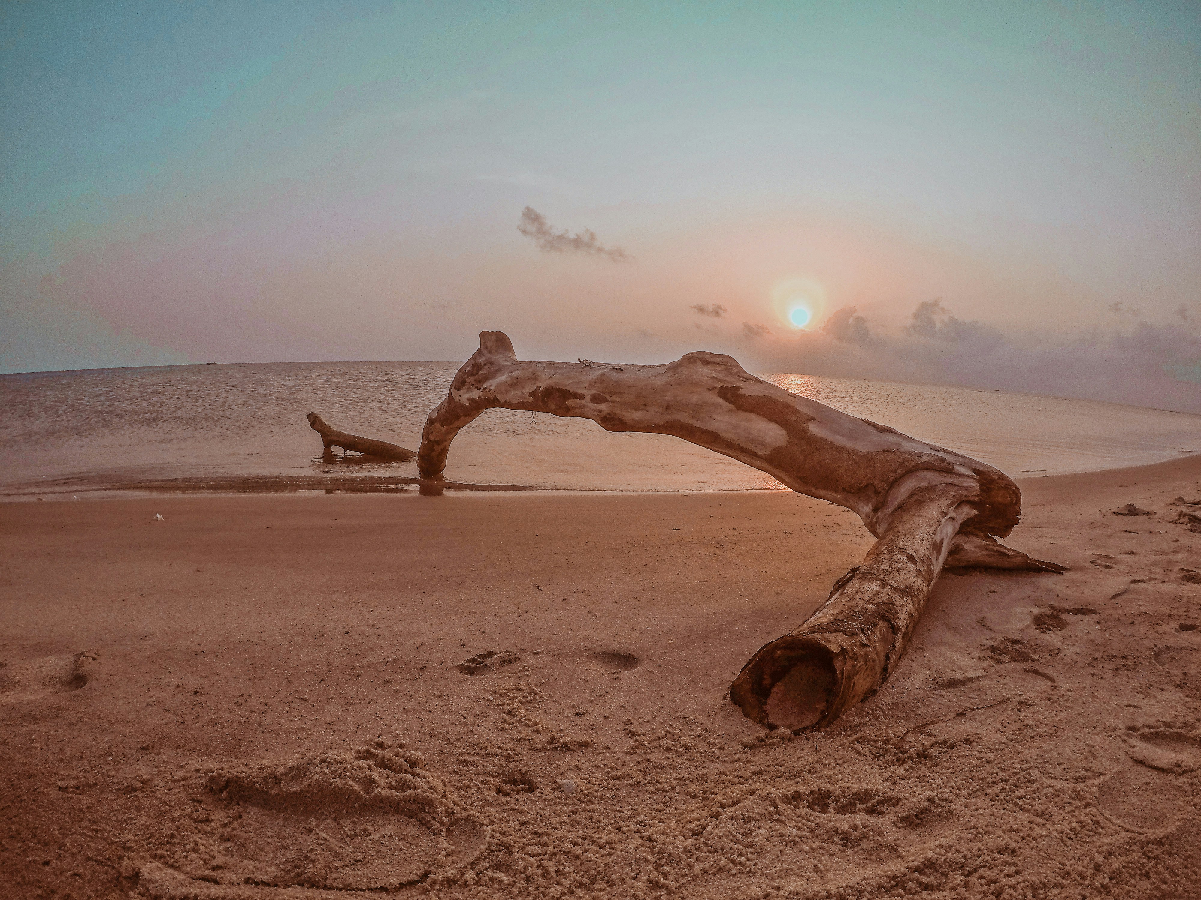 Weathered driftwood stretches across the sandy beach as the sun sets on the horizon, casting soft hues across the sky.