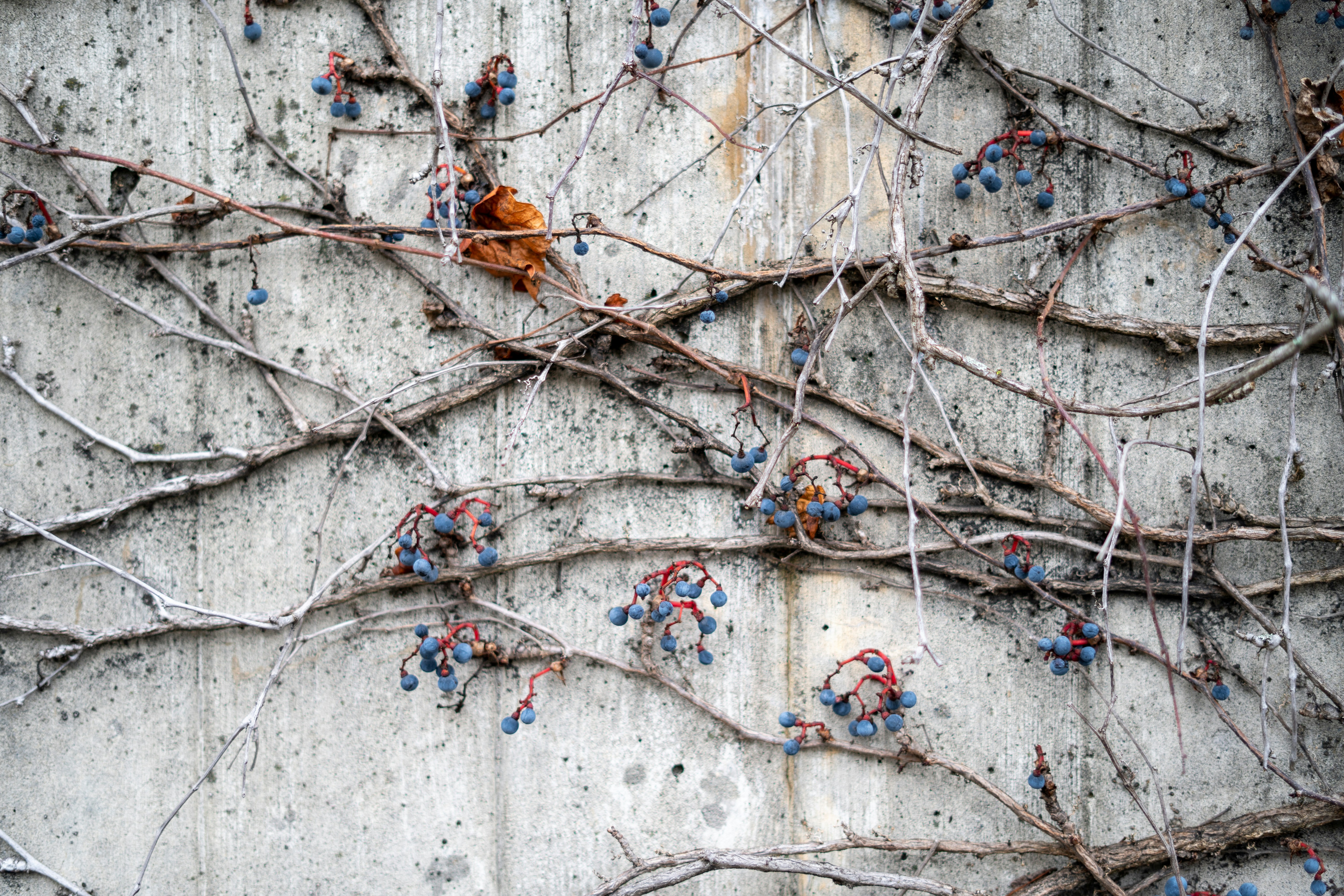 Intricate vines and clusters of berries intertwine against a weathered concrete wall, showcasing the resilience of nature in an urban environment.