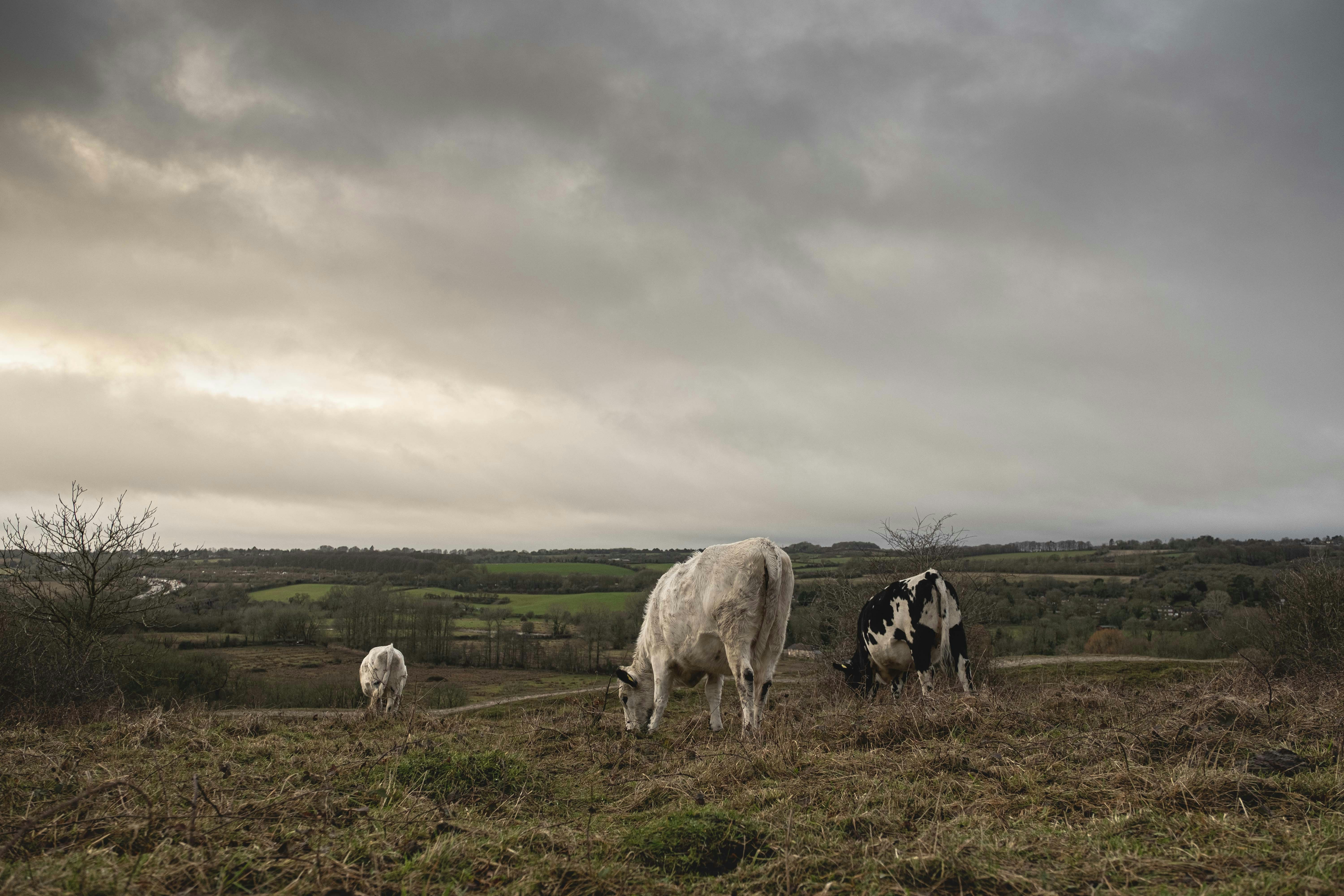 Foto Tres reses comiendo pasto durante el día – Imagen Gris gratis en ...