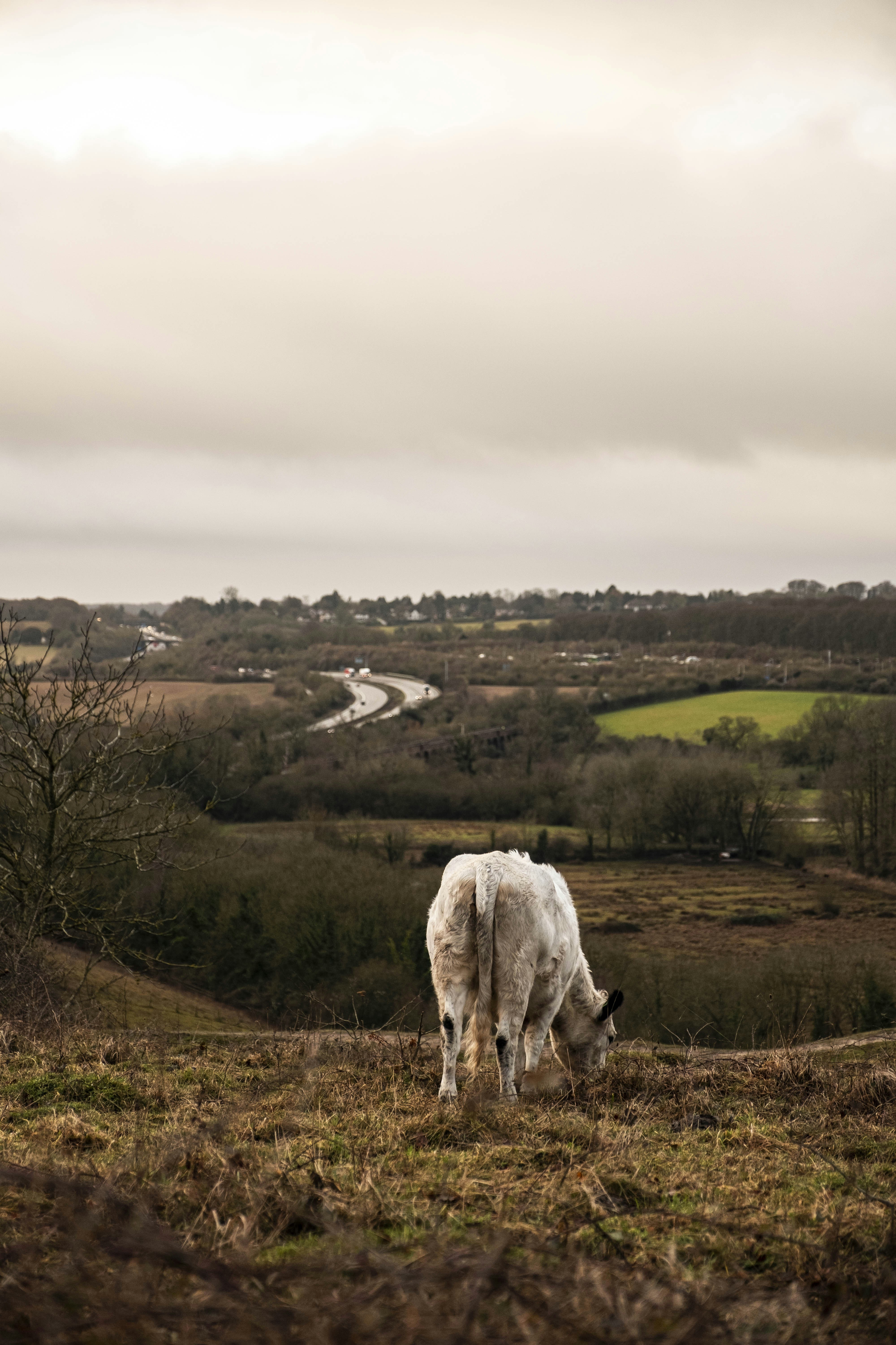 Pasture Quiet: A lone horse grazes with distant winding road