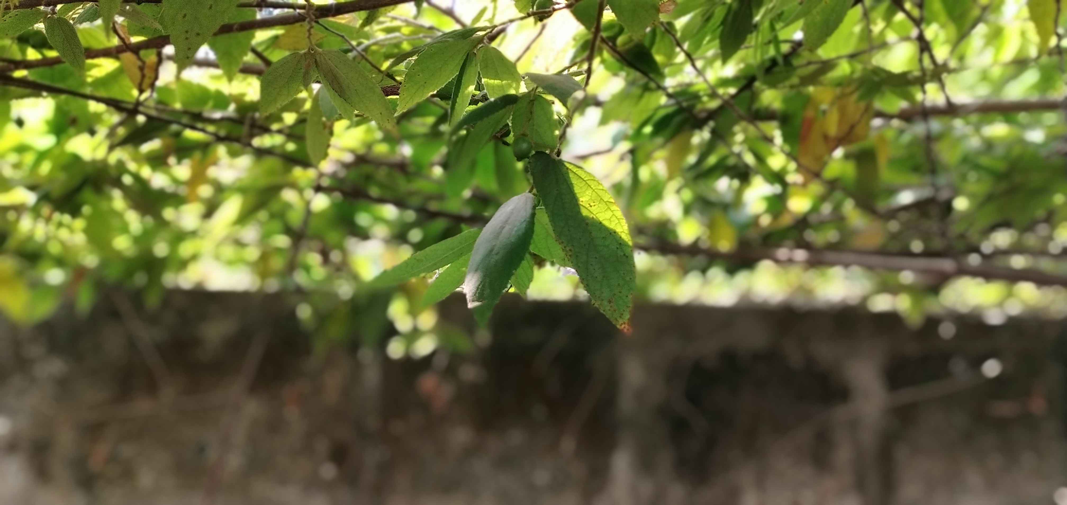 Close-up of vibrant green leaves filtering sunlight, creating a serene atmosphere under a leafy canopy.