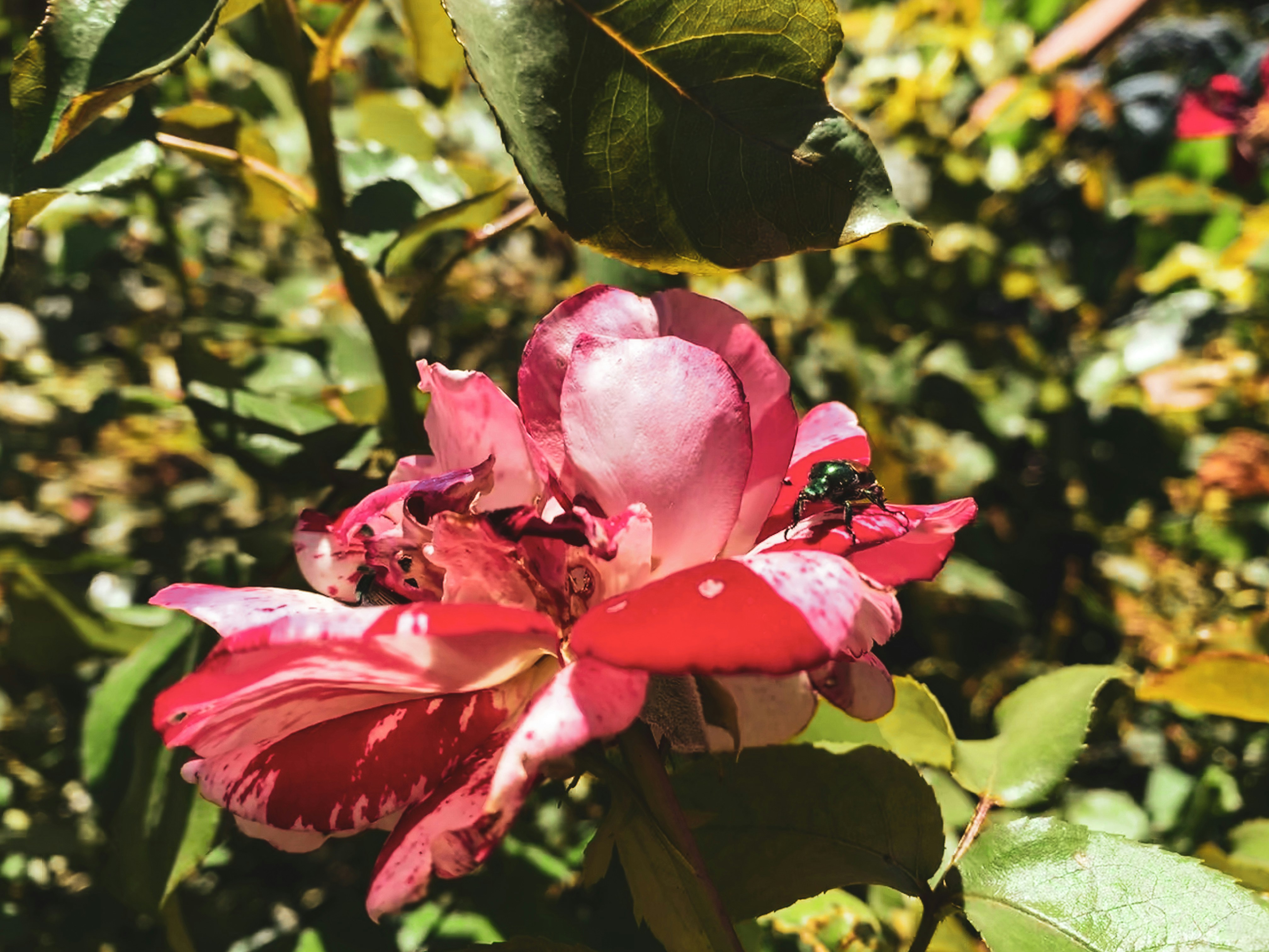 Petaled Spotlight: A Close-Up of a Pink Rose in Spring Light