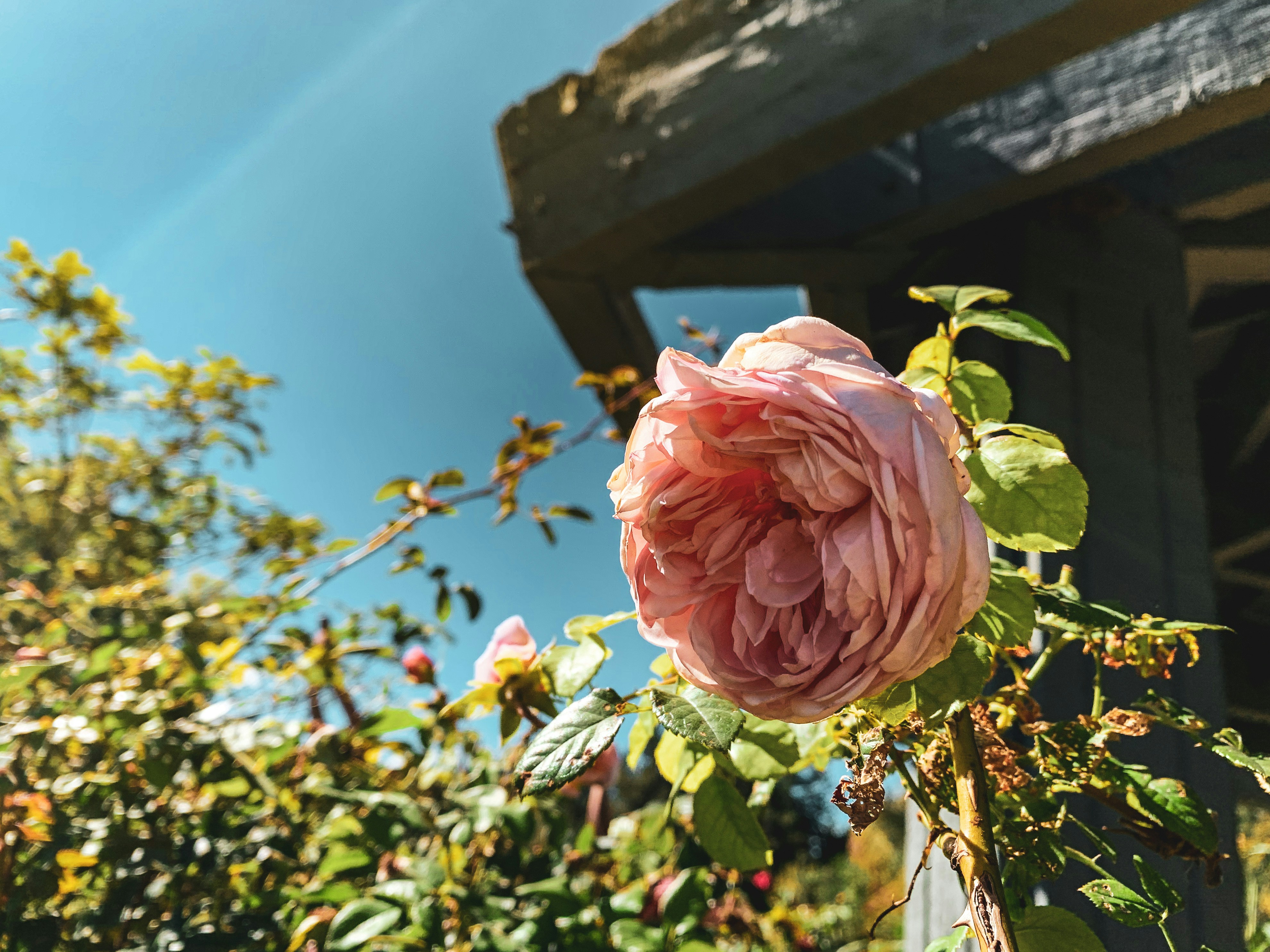 Delicate pink rose in full bloom, surrounded by vibrant greenery and a clear blue sky. The composition highlights the beauty of nature's artistry.