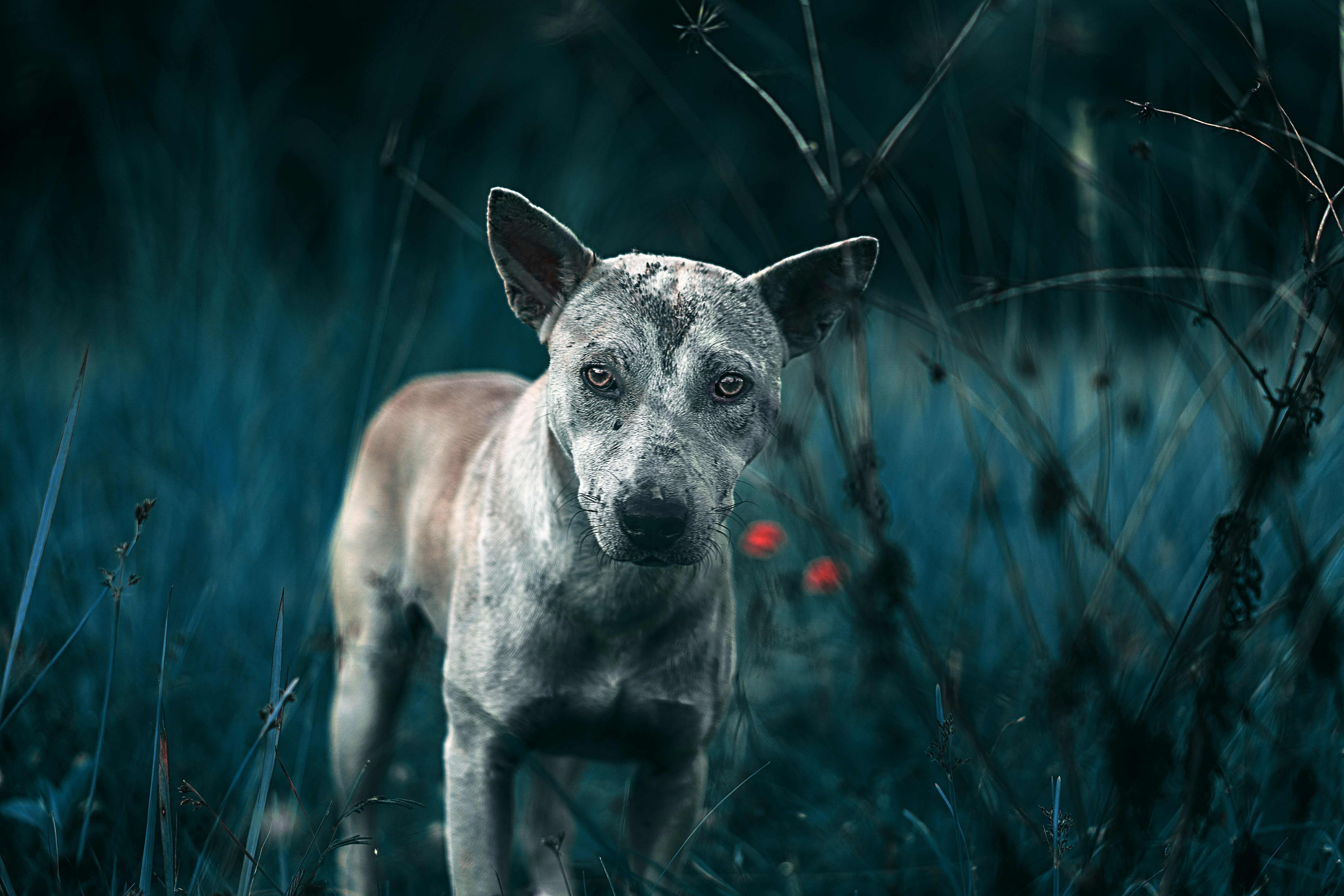 Azure Gaze in Velvet Grass: A Canine Portrait