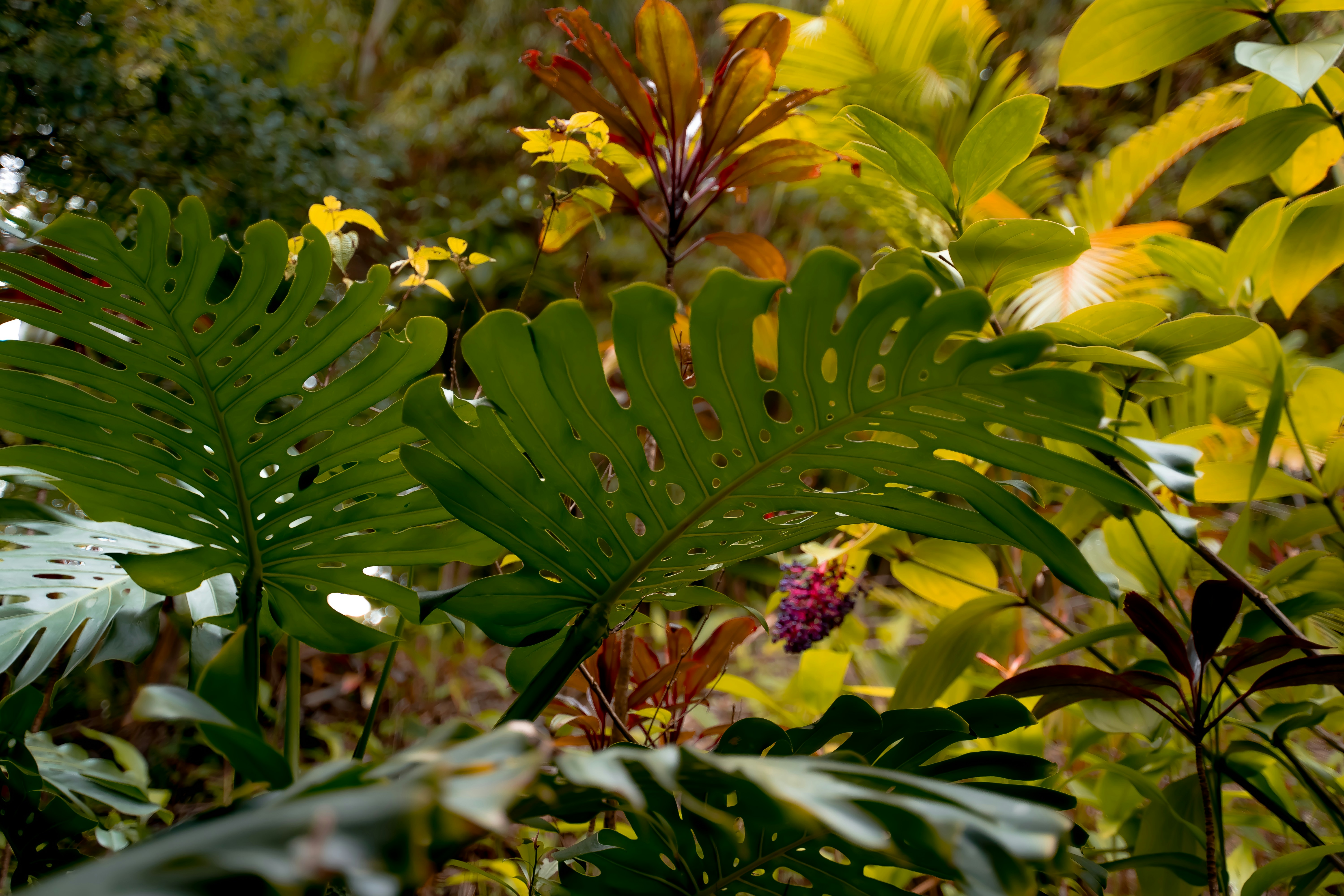 Emerald Monsoon: Monstera Fronds Framed by Tropical Foliage