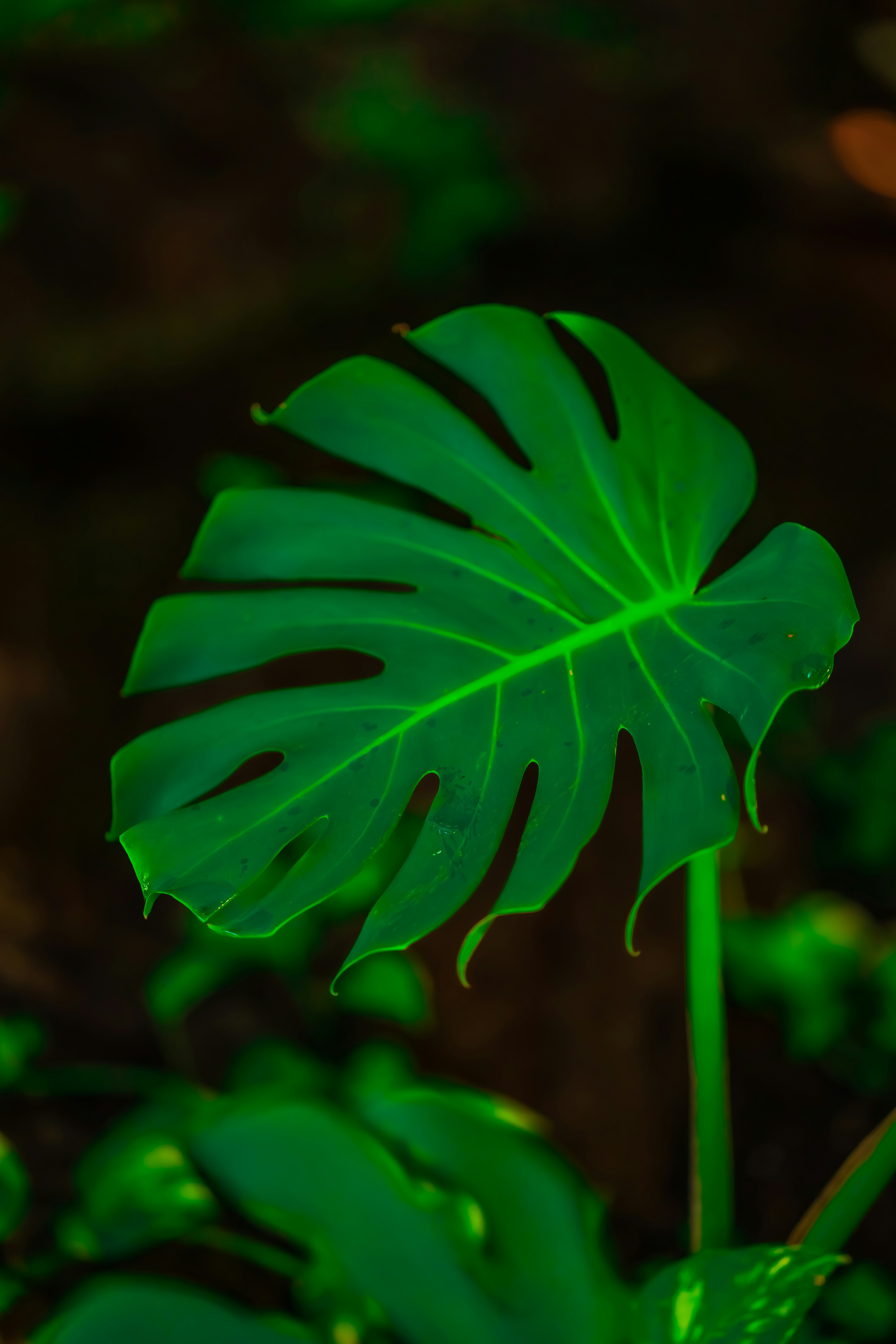 Luminous Monstera: a single emerald leaf in a shadowed jungle