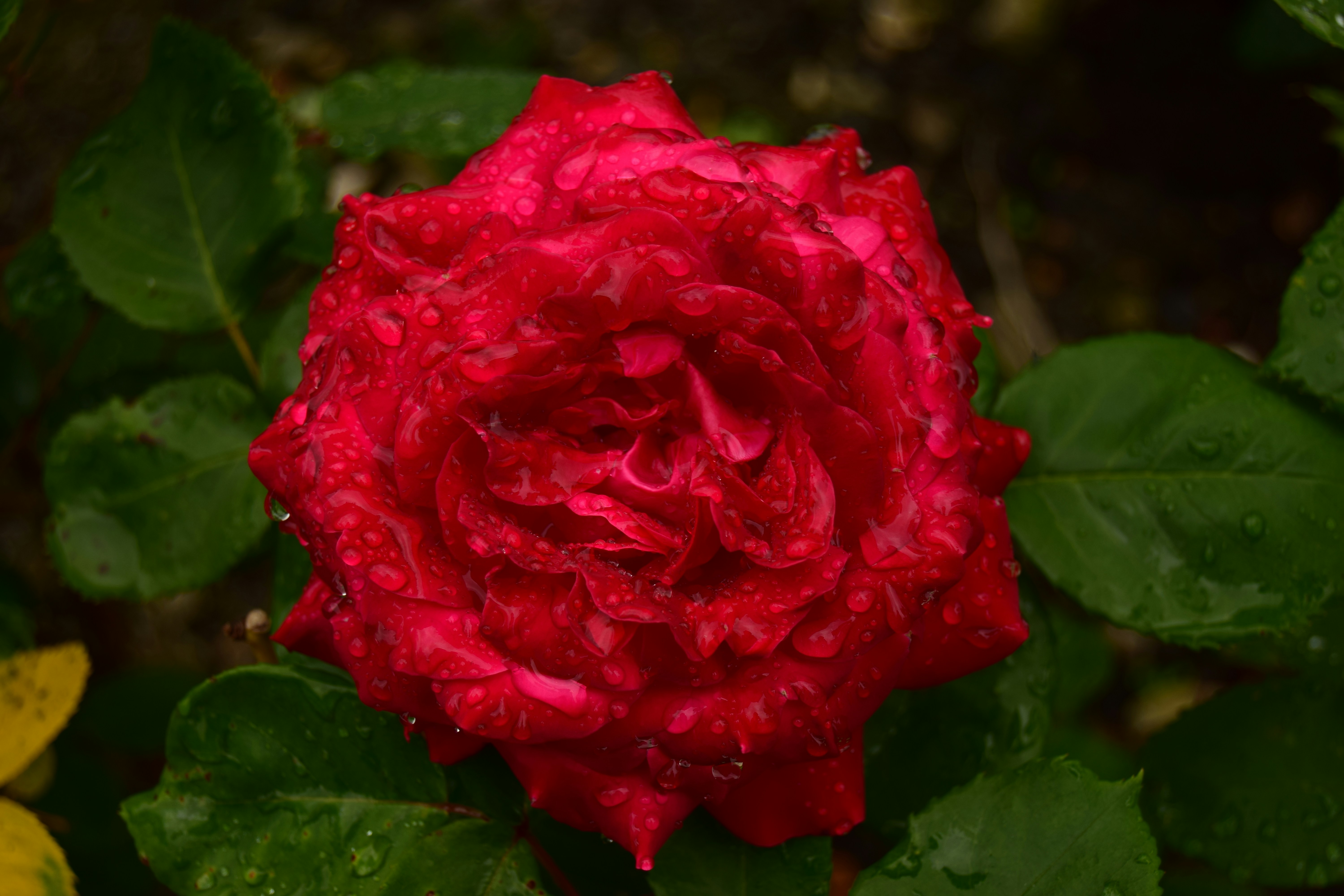 Rudy Issa (@rudy_issa) | Unsplash Photo Community