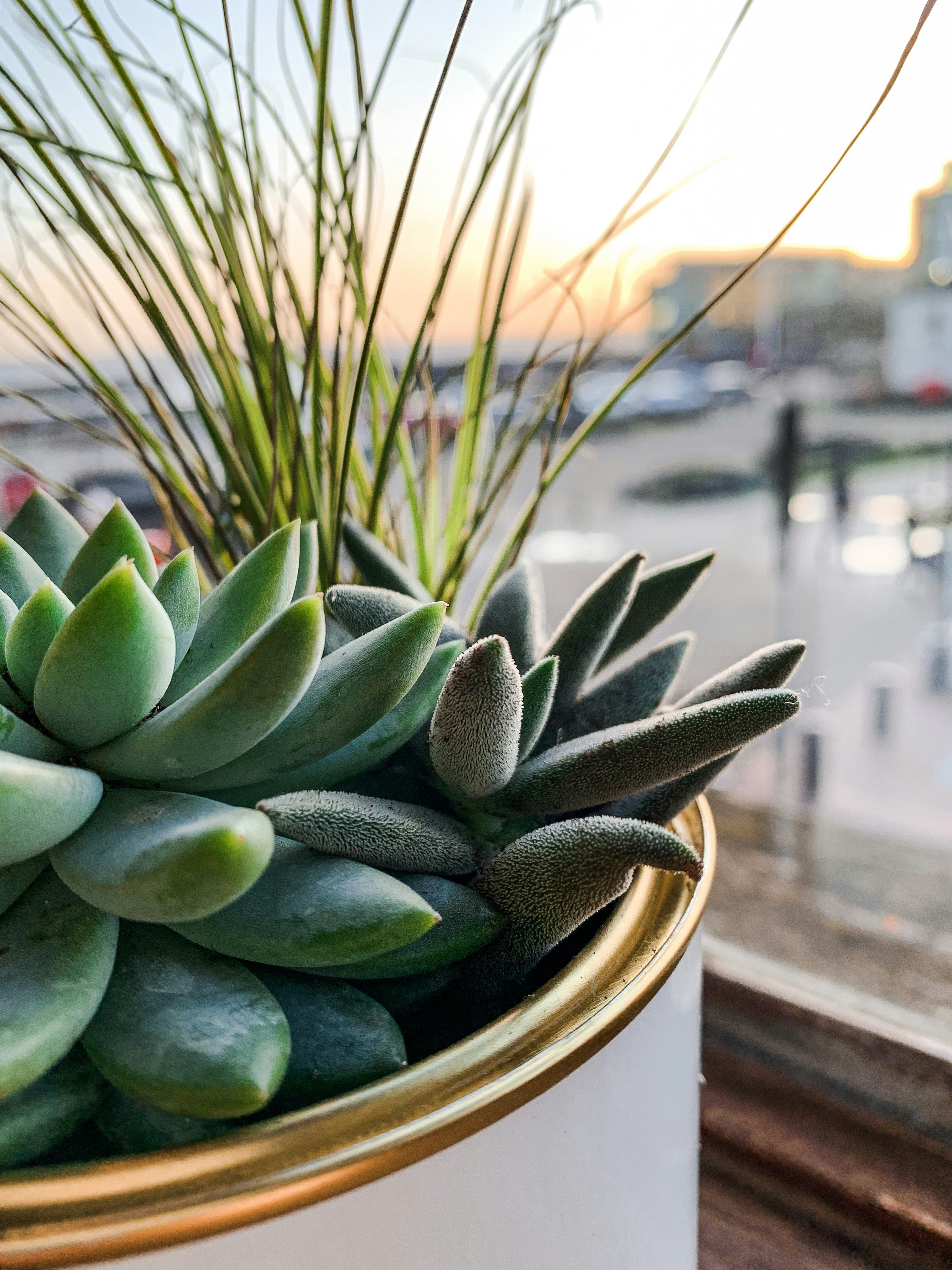 Succulent Spotlight on a Golden Rim Balance