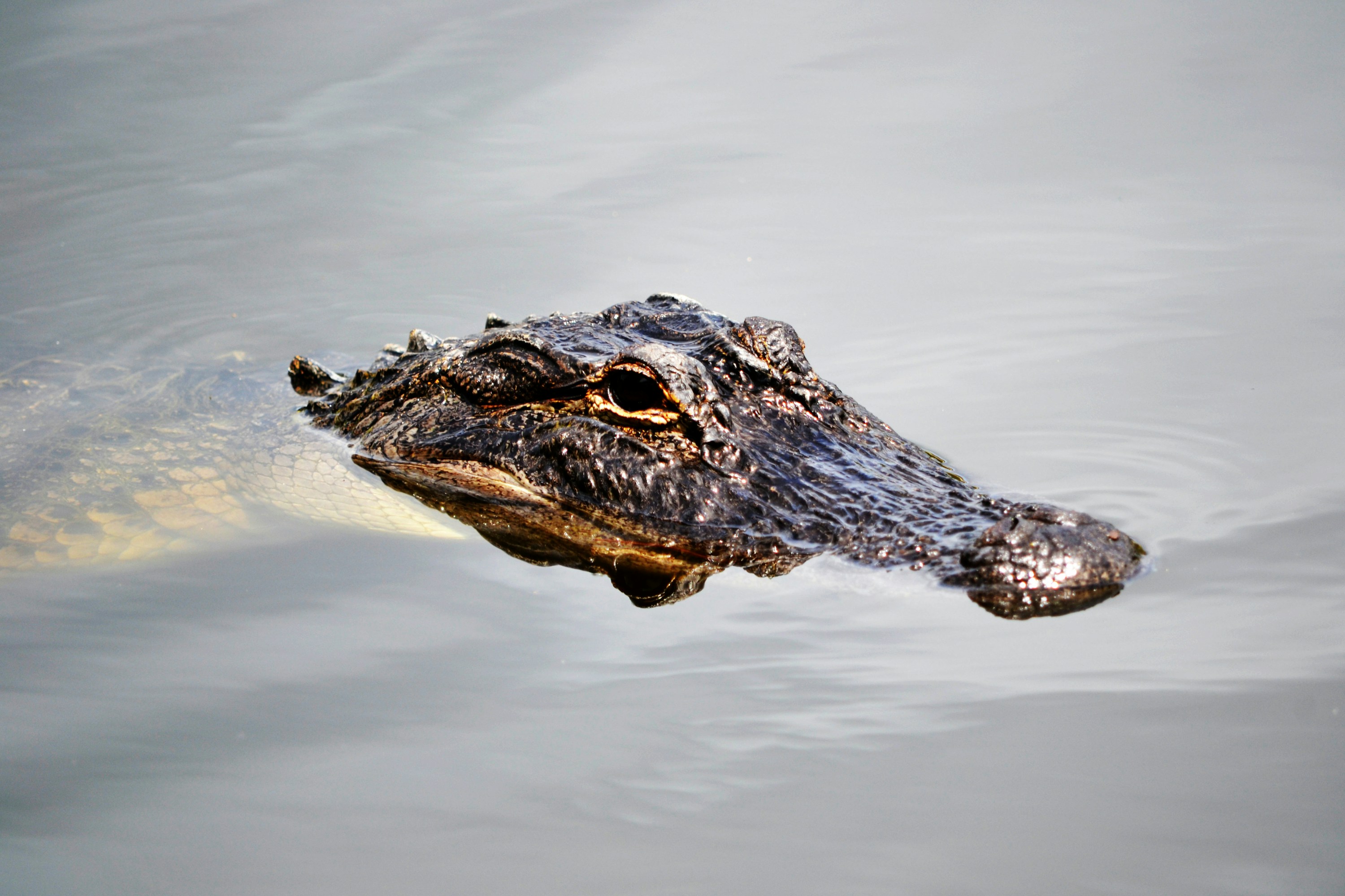 Caimán en el agua foto – Imagen de Animal gratuita en Unsplash