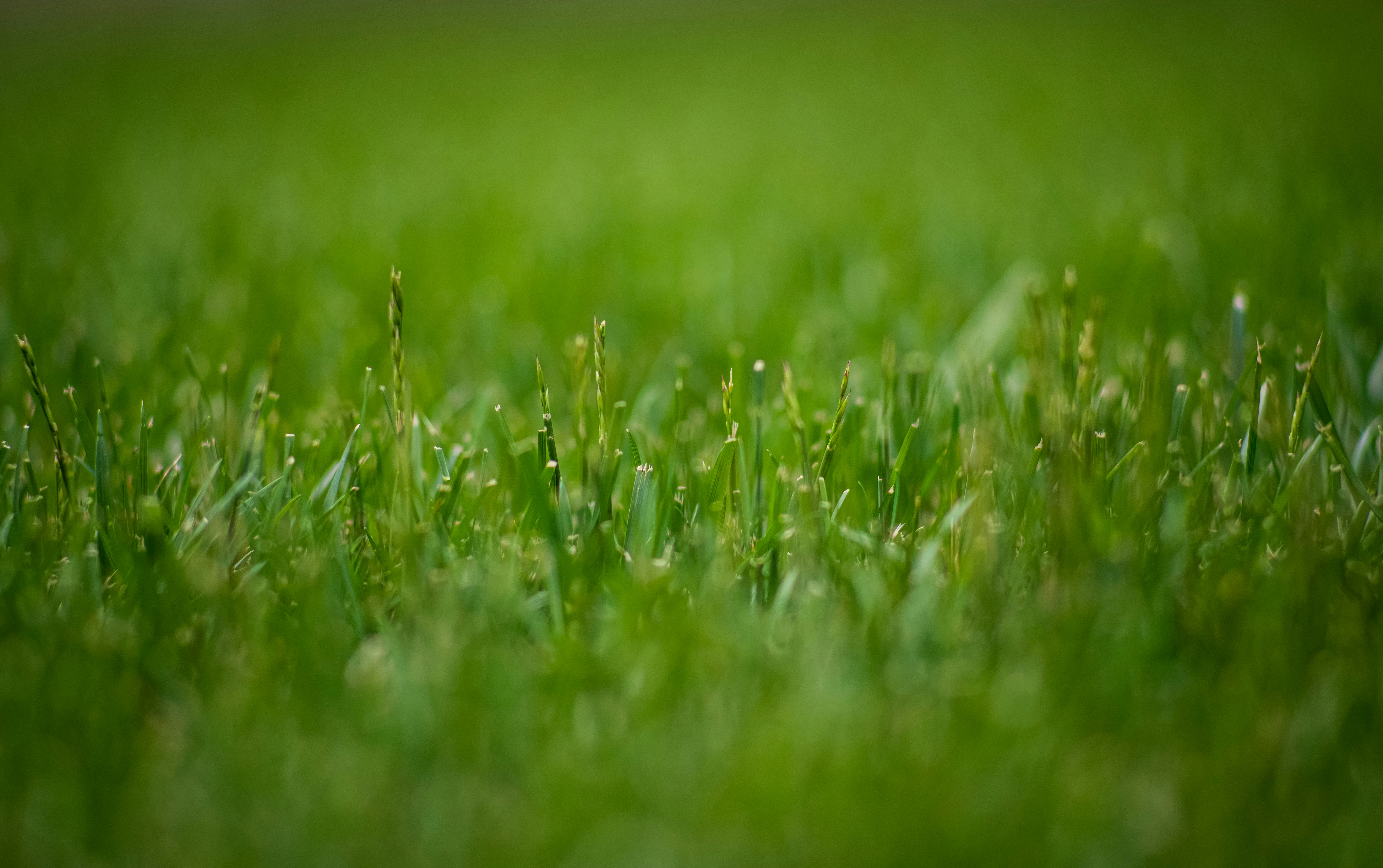 Macro photography of green grasses photo – Free Green Image on Unsplash