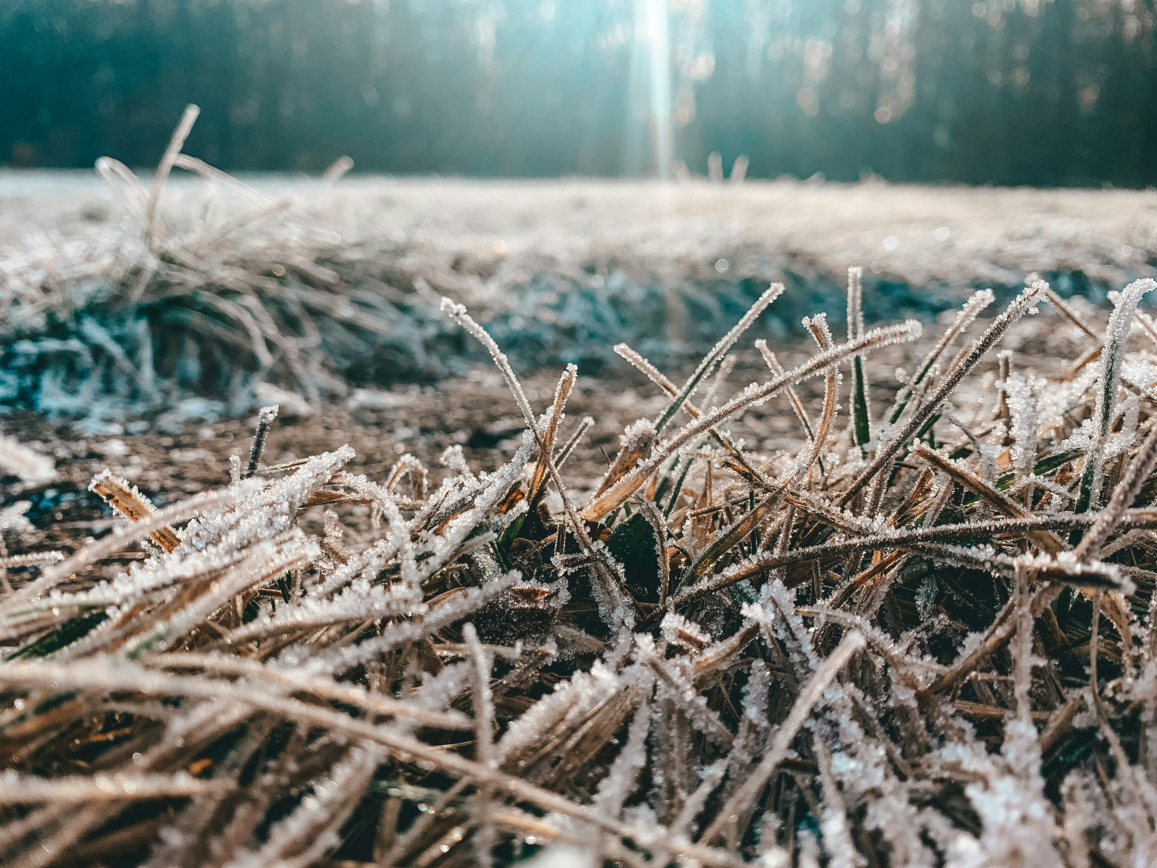 Snow dew on brown grass photo – Free Grey Image on Unsplash