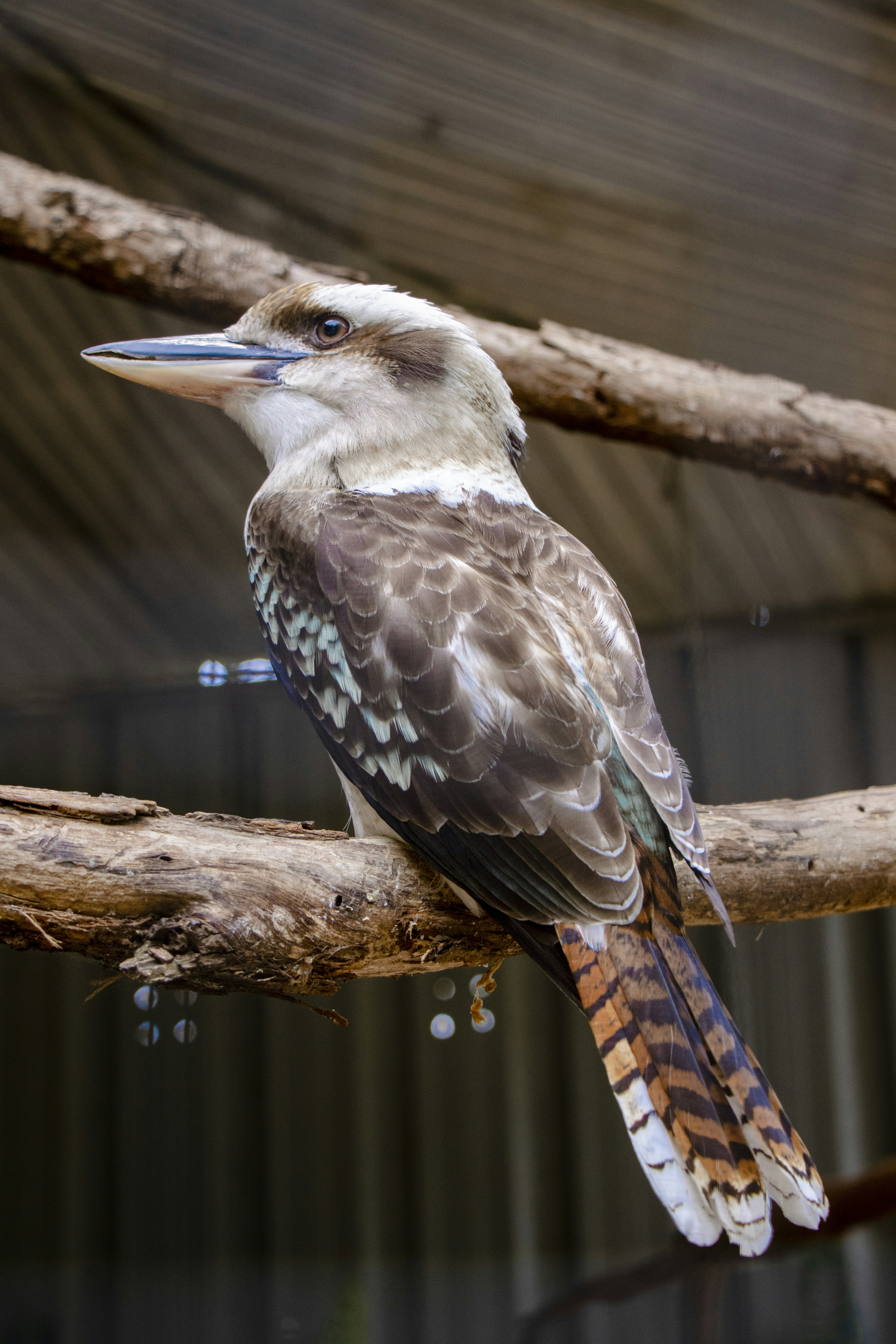Kookaburra Pictures | Download Free Images on Unsplash