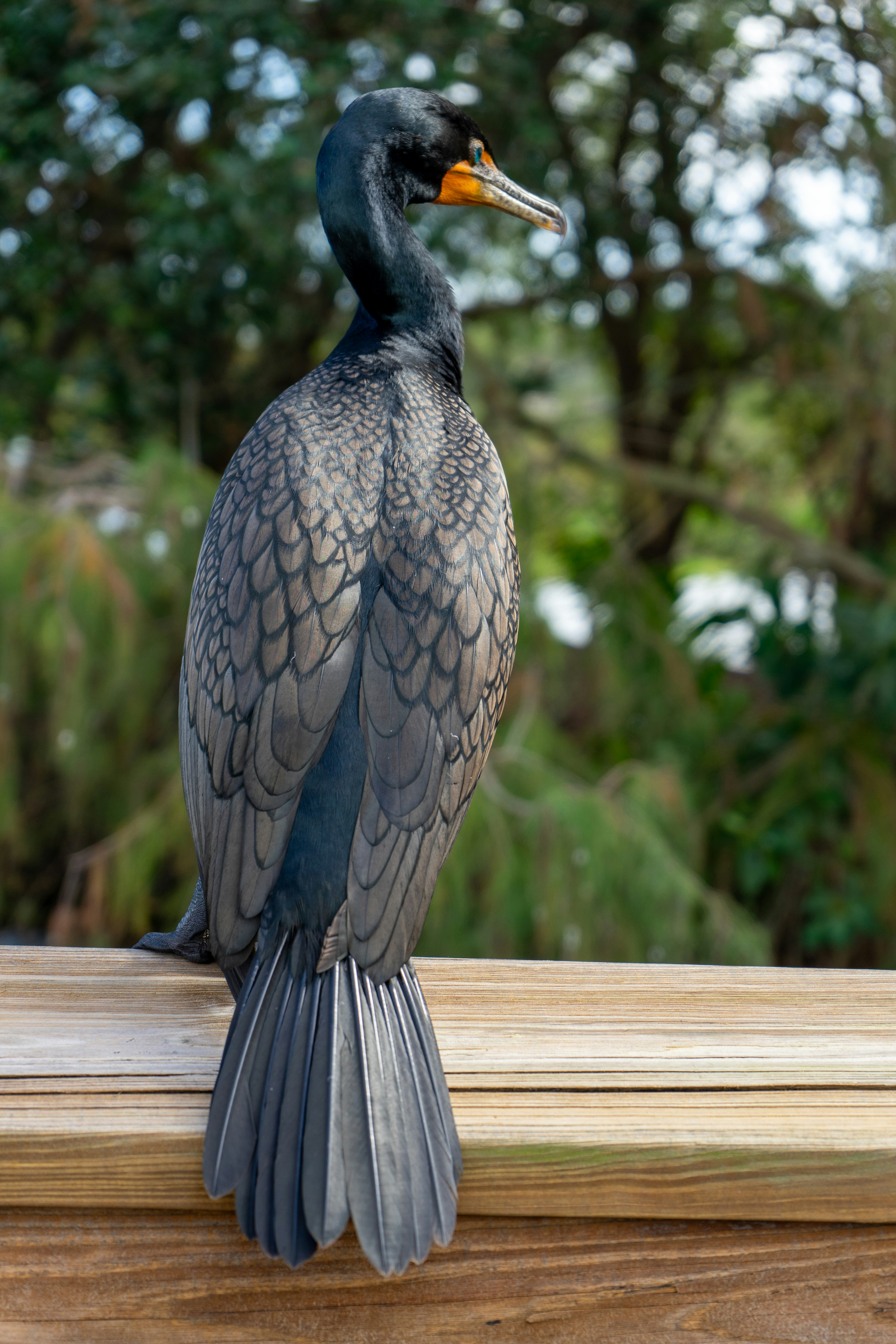 A glossy black cormorant perches on a weathered wooden railing, head turned to the right with a forested backdrop.