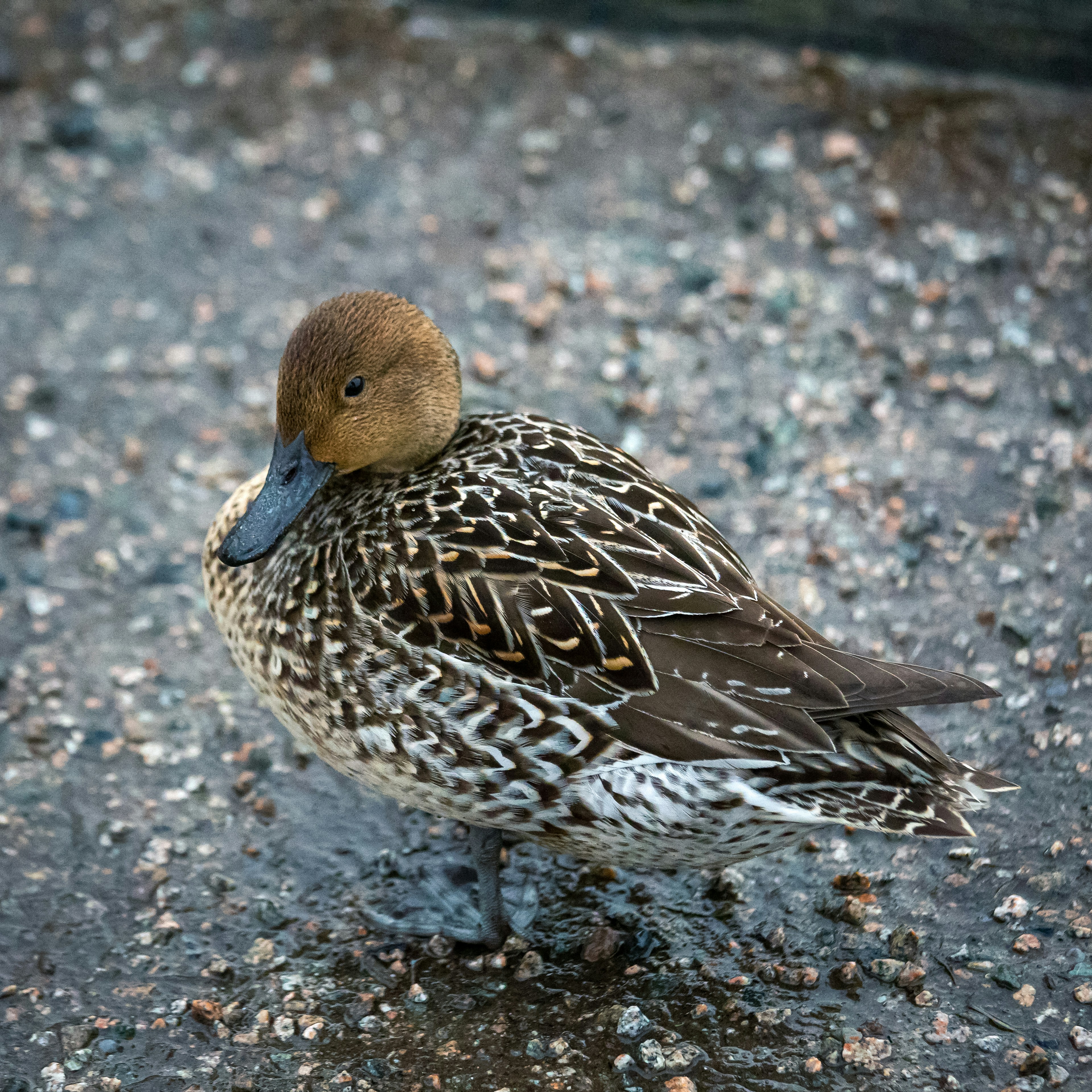 Still Water, Quiet Plumage: A Female Duck Resting on Pebble Ground