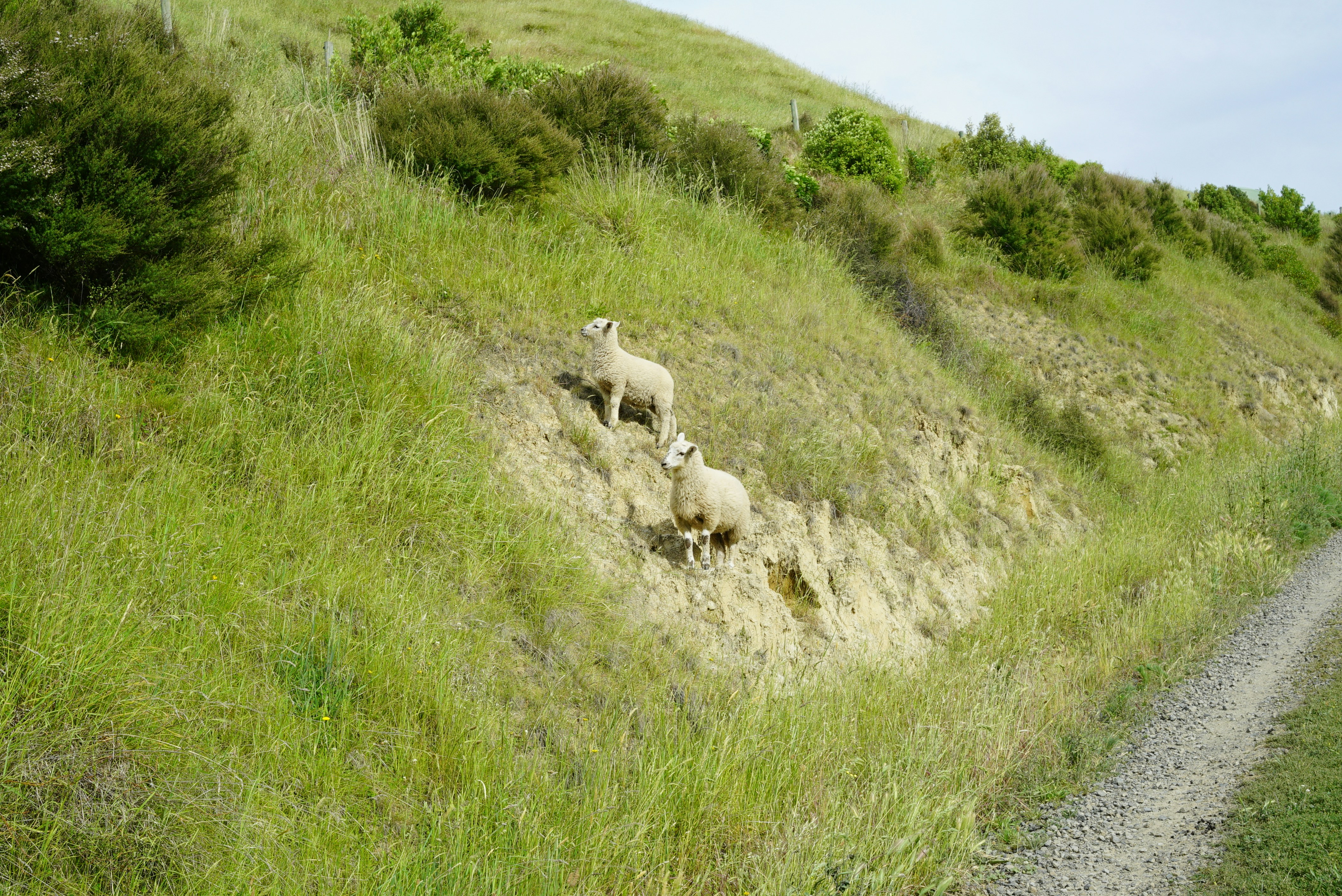 Pasture Sentinel: Two Sheep Perch on a Sunlit Slope by the Gravel Path