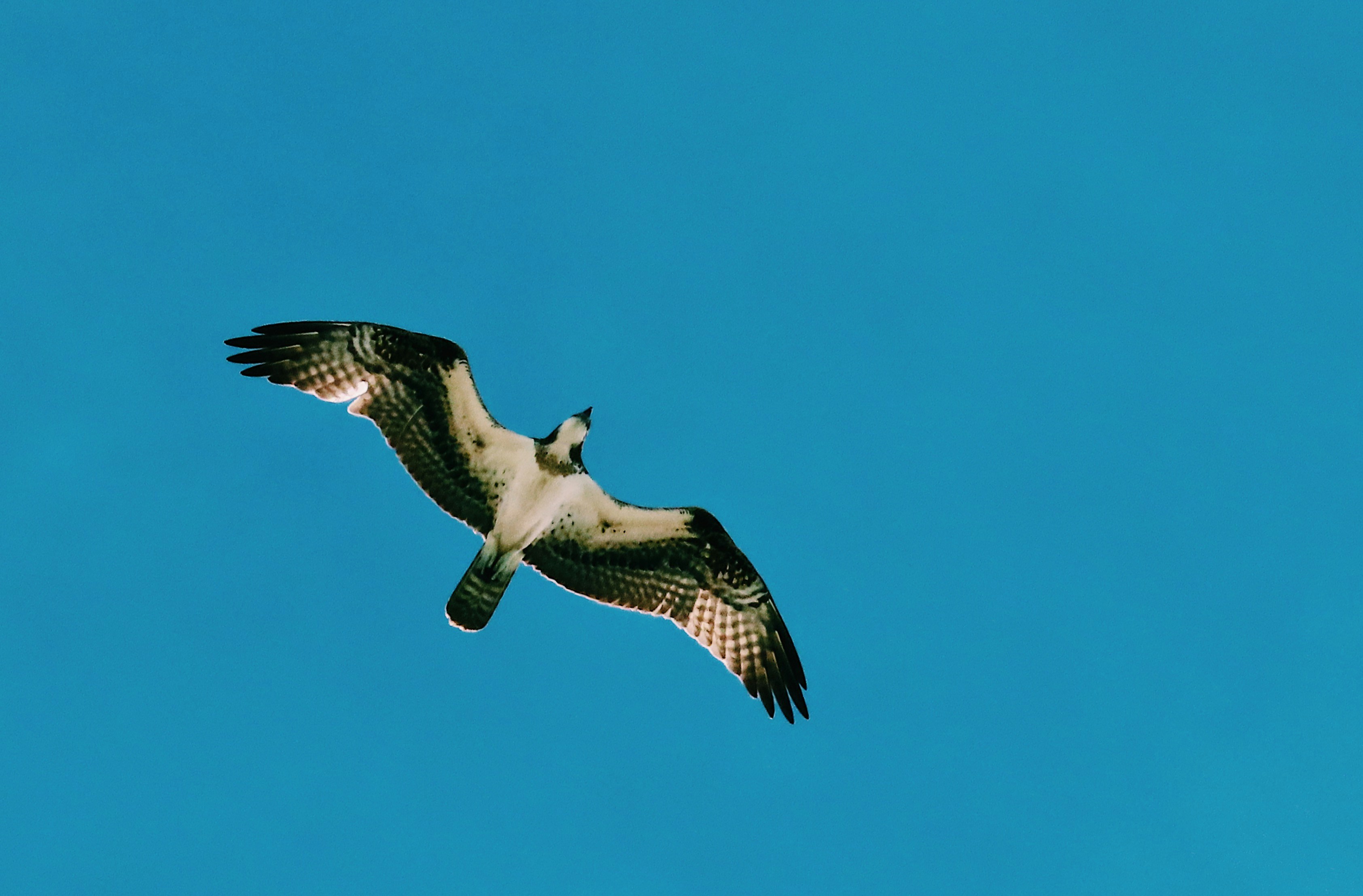 A hawk glides gracefully against a clear blue sky, showcasing its impressive wingspan and keen hunting prowess.