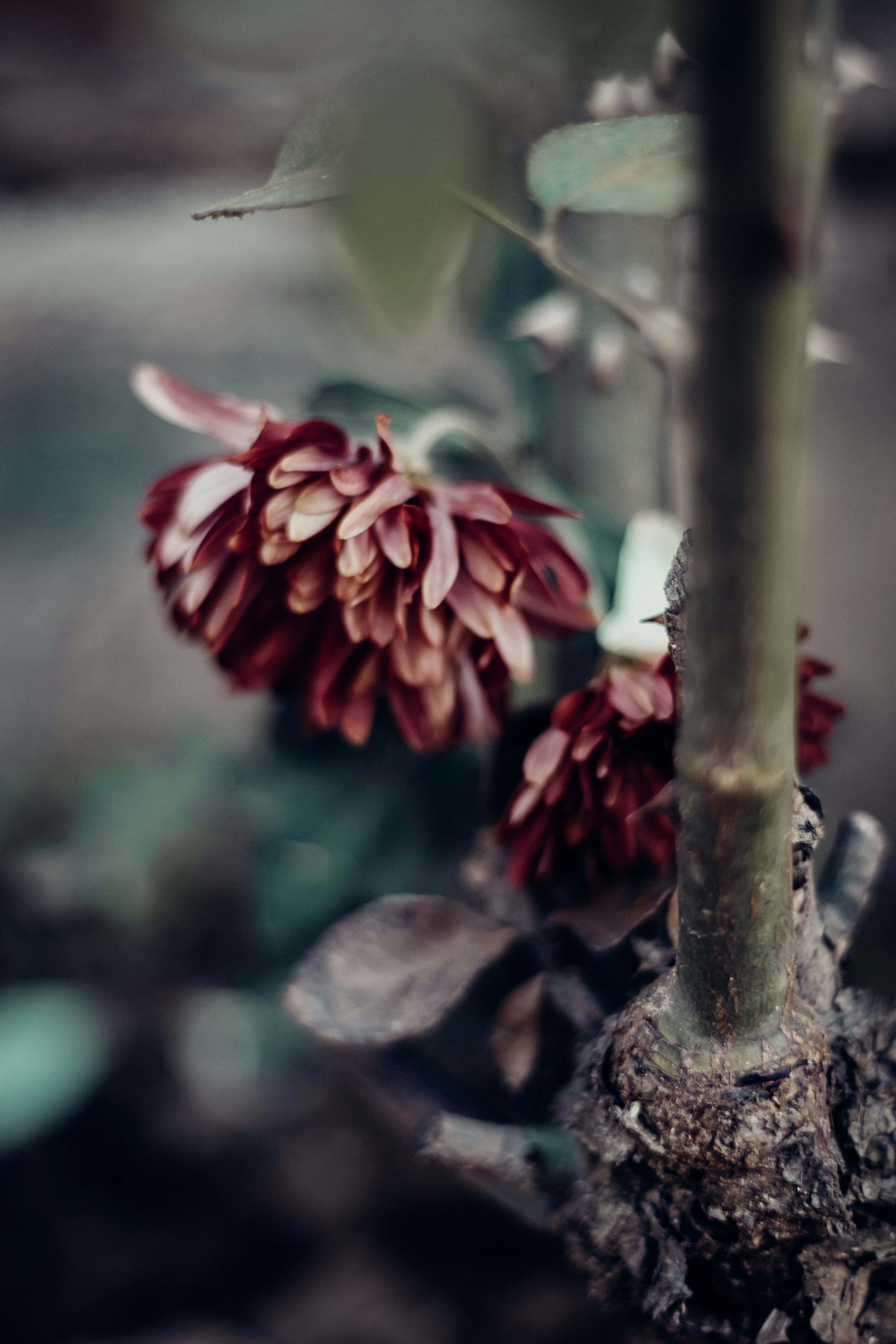 Withered blooms clinging to a mossy stem in soft-focused garden light
