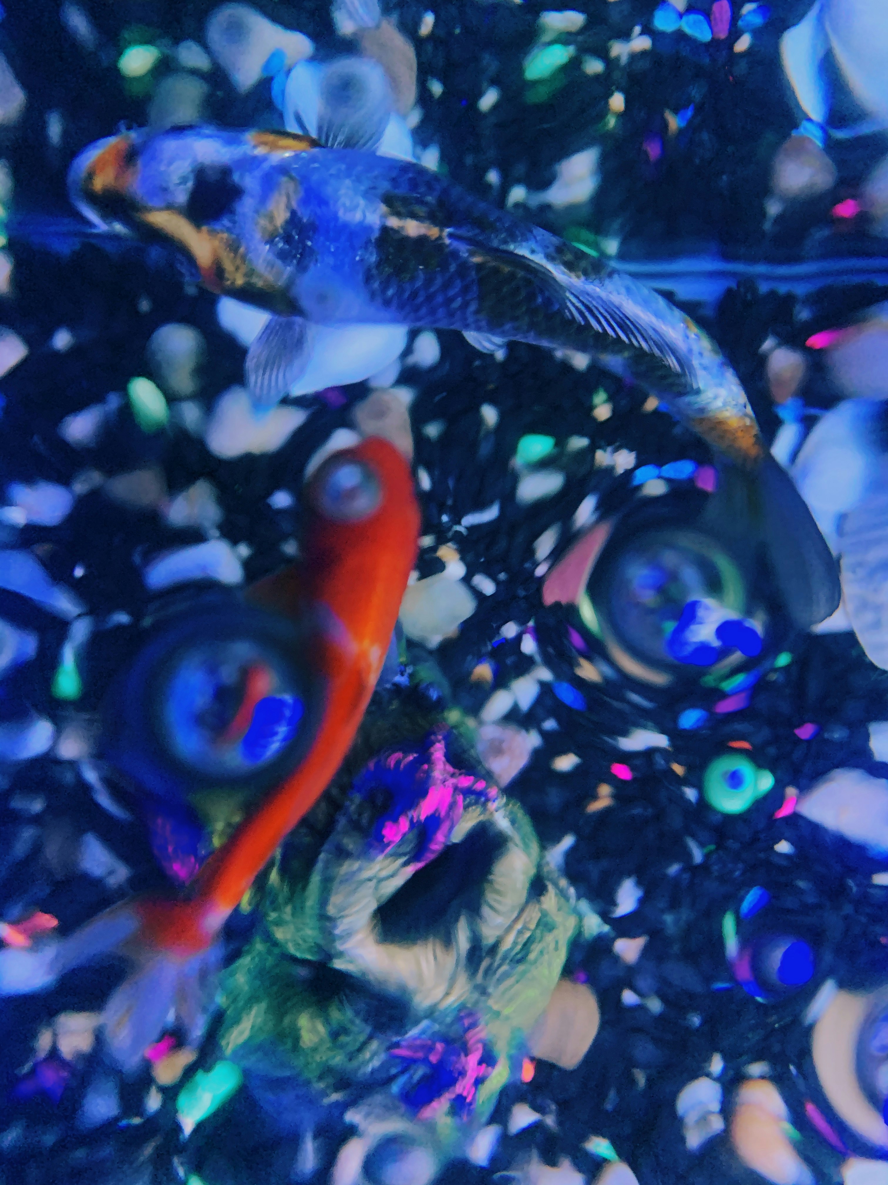 Underwater Kaleidoscope: A Koi among Neon Pebbles