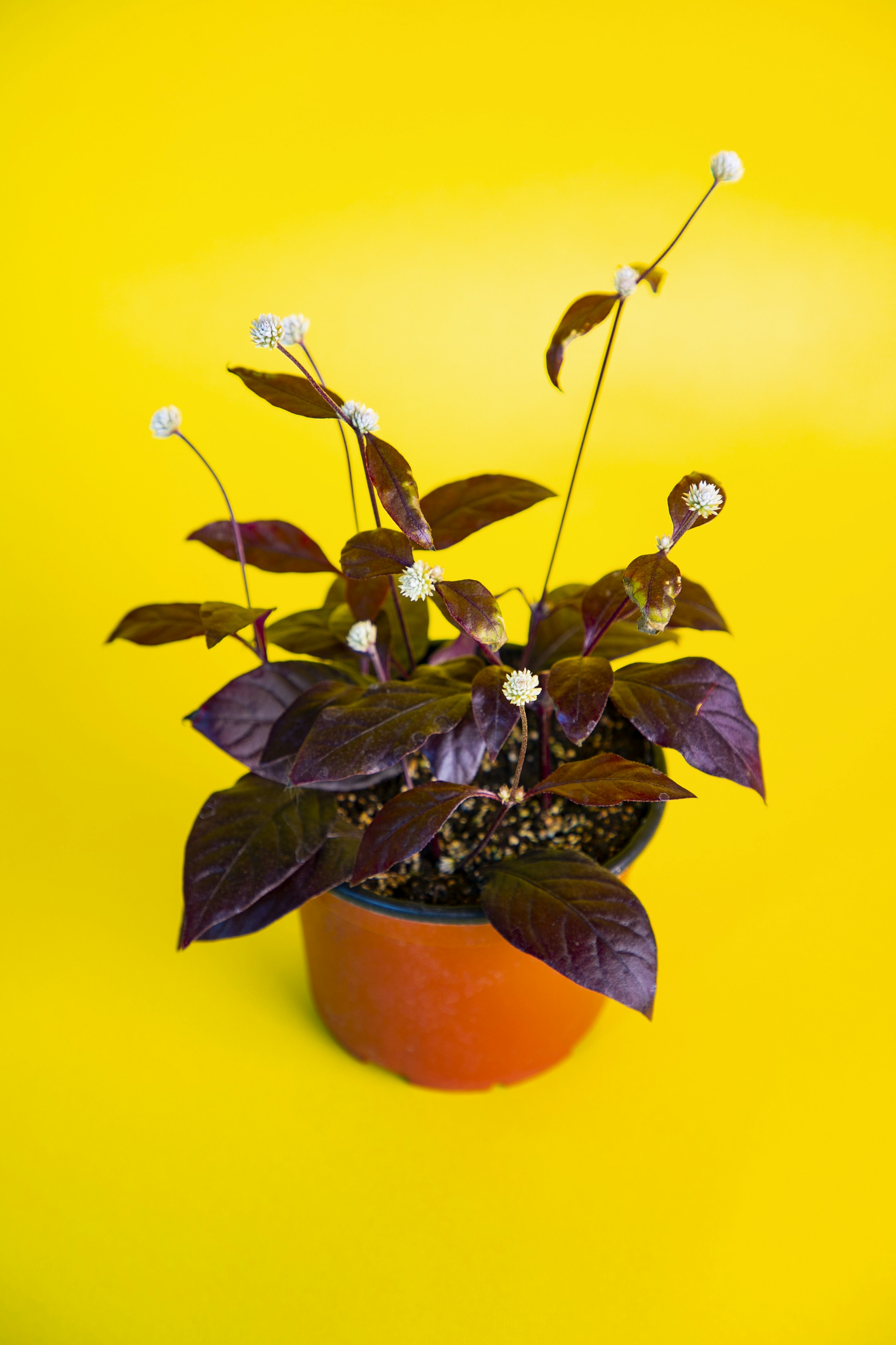 Purple-Leaf Plant in a Neon Yellow Studio Backdrop