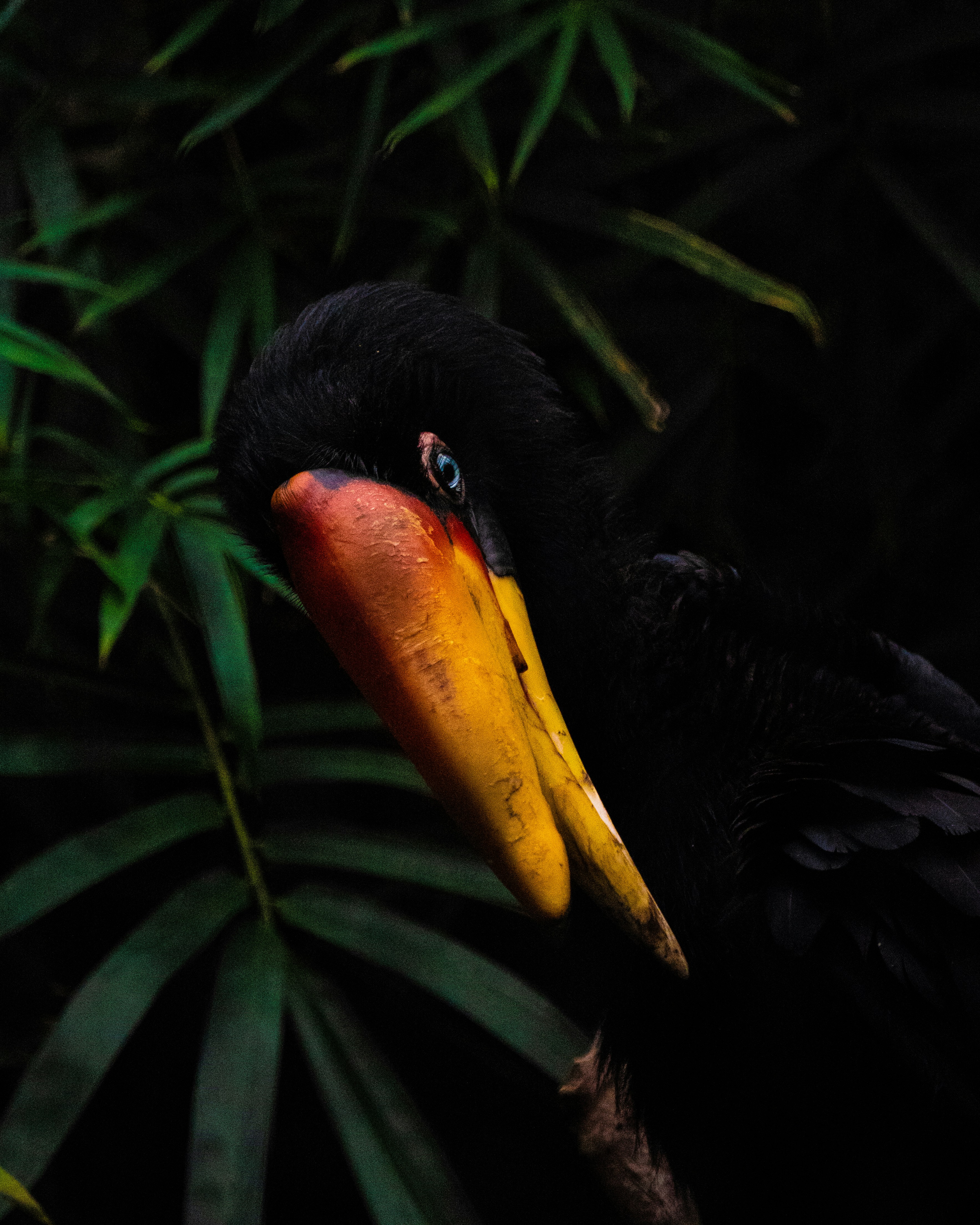 Exotic Bird Pictures | Download Free Images on Unsplash