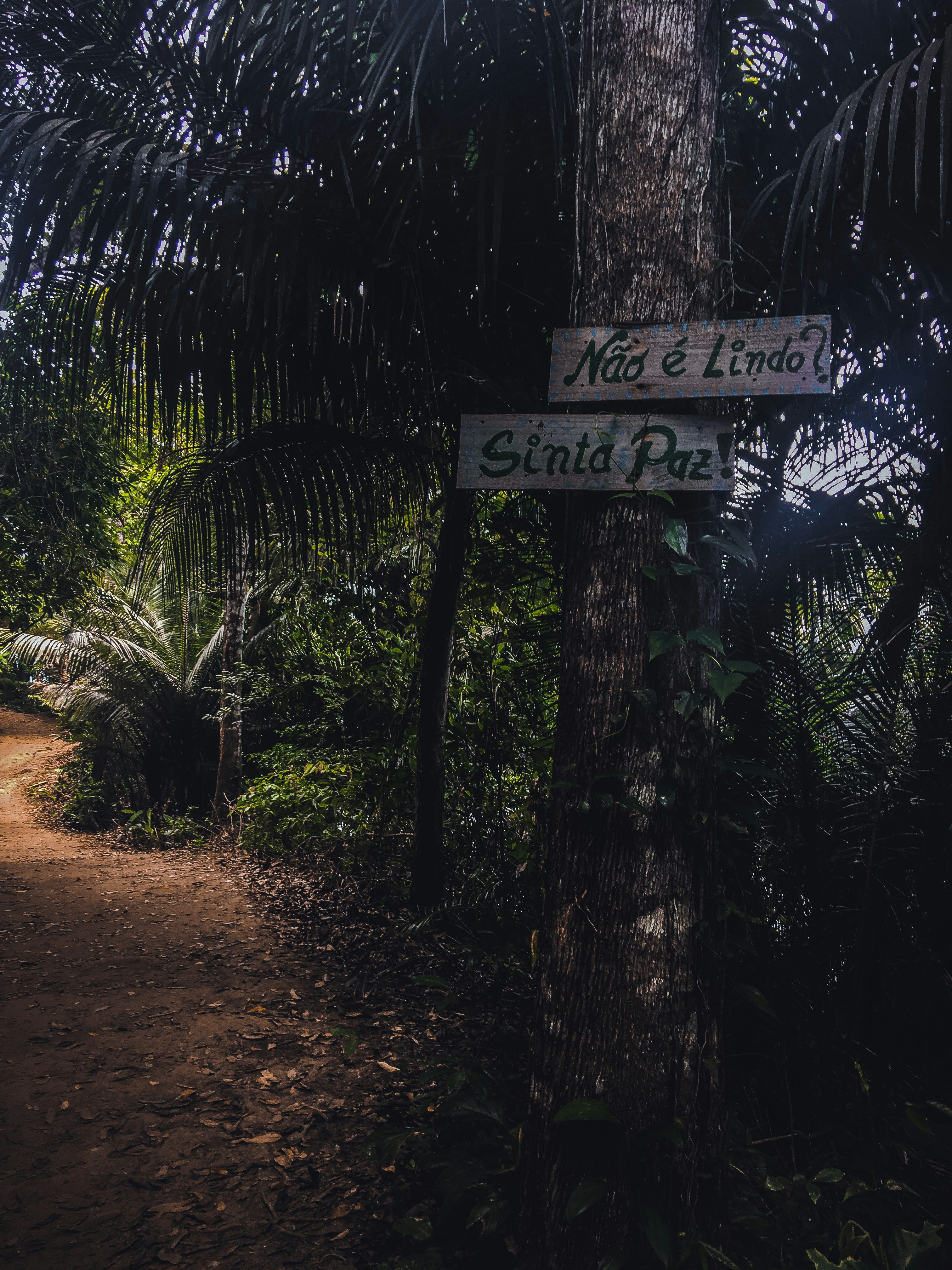 Sinta Paz: A Quiet Signpost Under Jungle Canopy